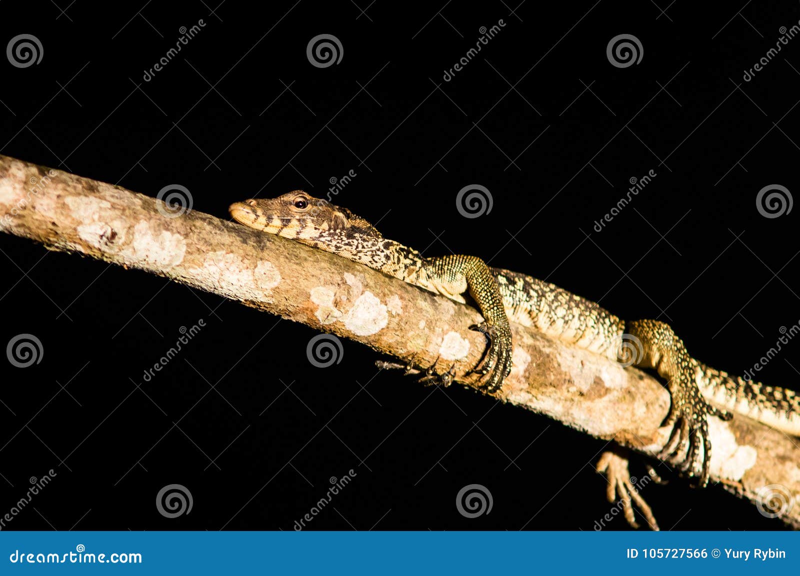 Big Lizard Sleep through the Night on the Tree in the Jungles of Stock ...