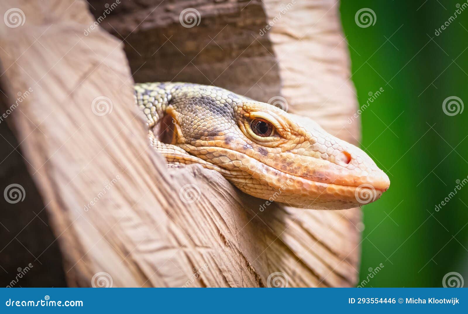 Big Lizard Sleeping in a Hollow Log Stock Photo - Image of selective ...
