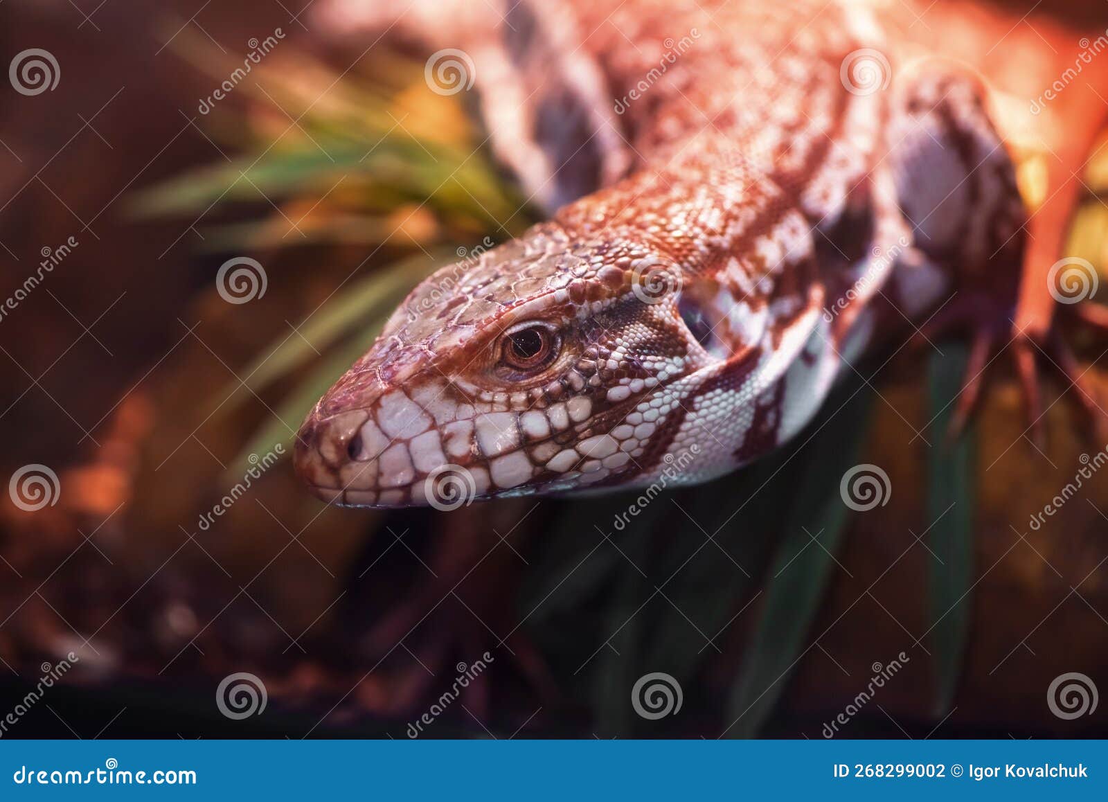 Big lizard in terrarium stock photo. Image of exotic - 268299002