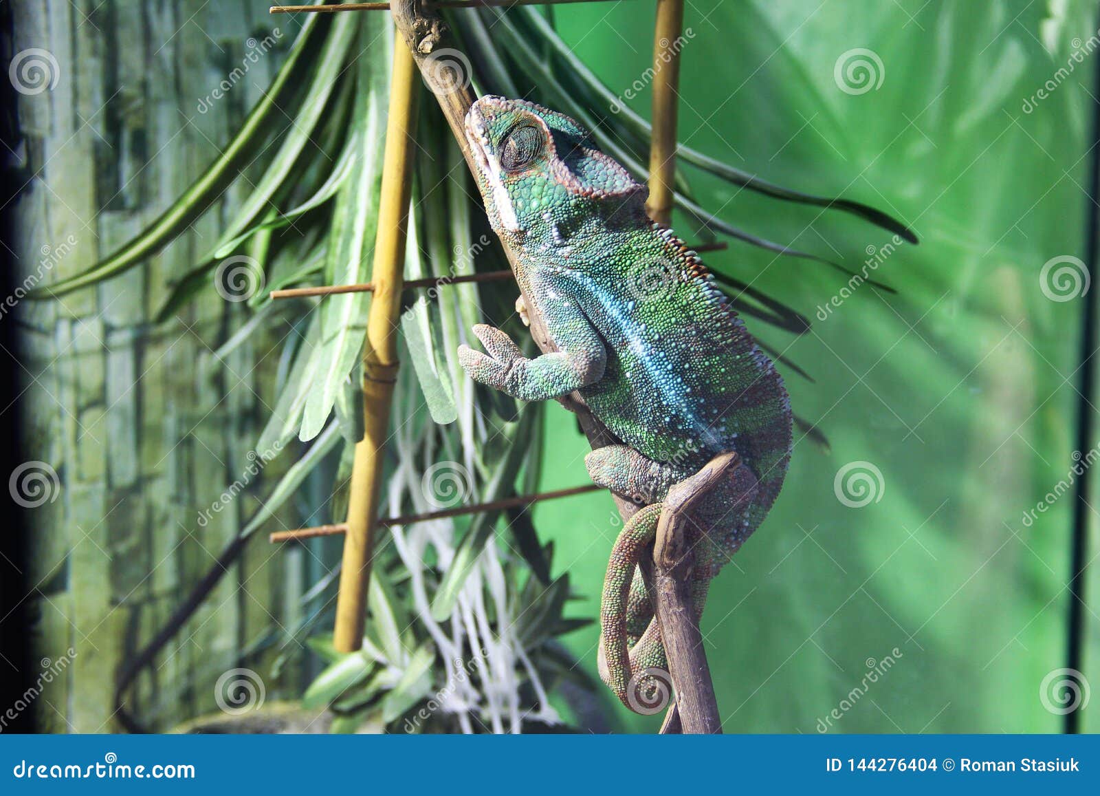 Big lizard in terrarium stock photo. Image of animal - 144276404