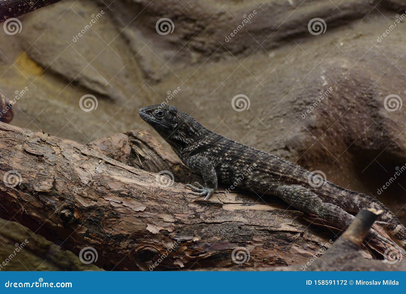 Big lizard on tree stock photo. Image of cordilo, life - 158591172