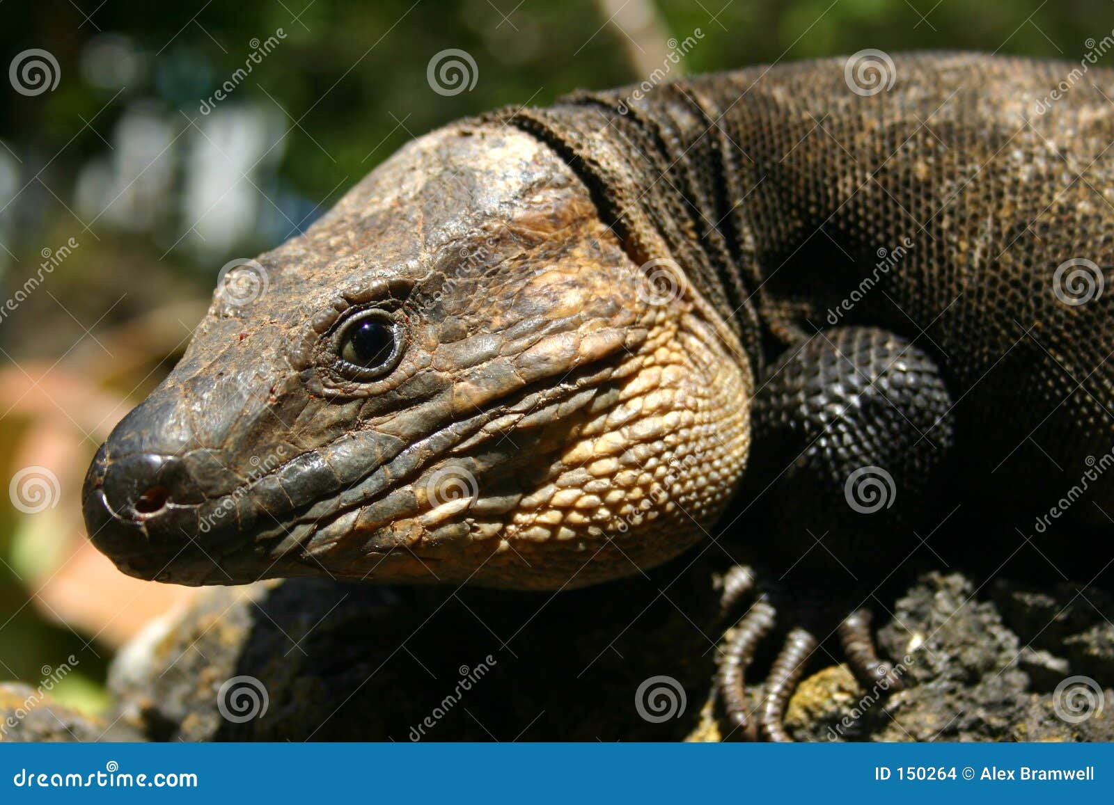 Big Lizard Up Close stock photo. Image of reptile, close - 150264