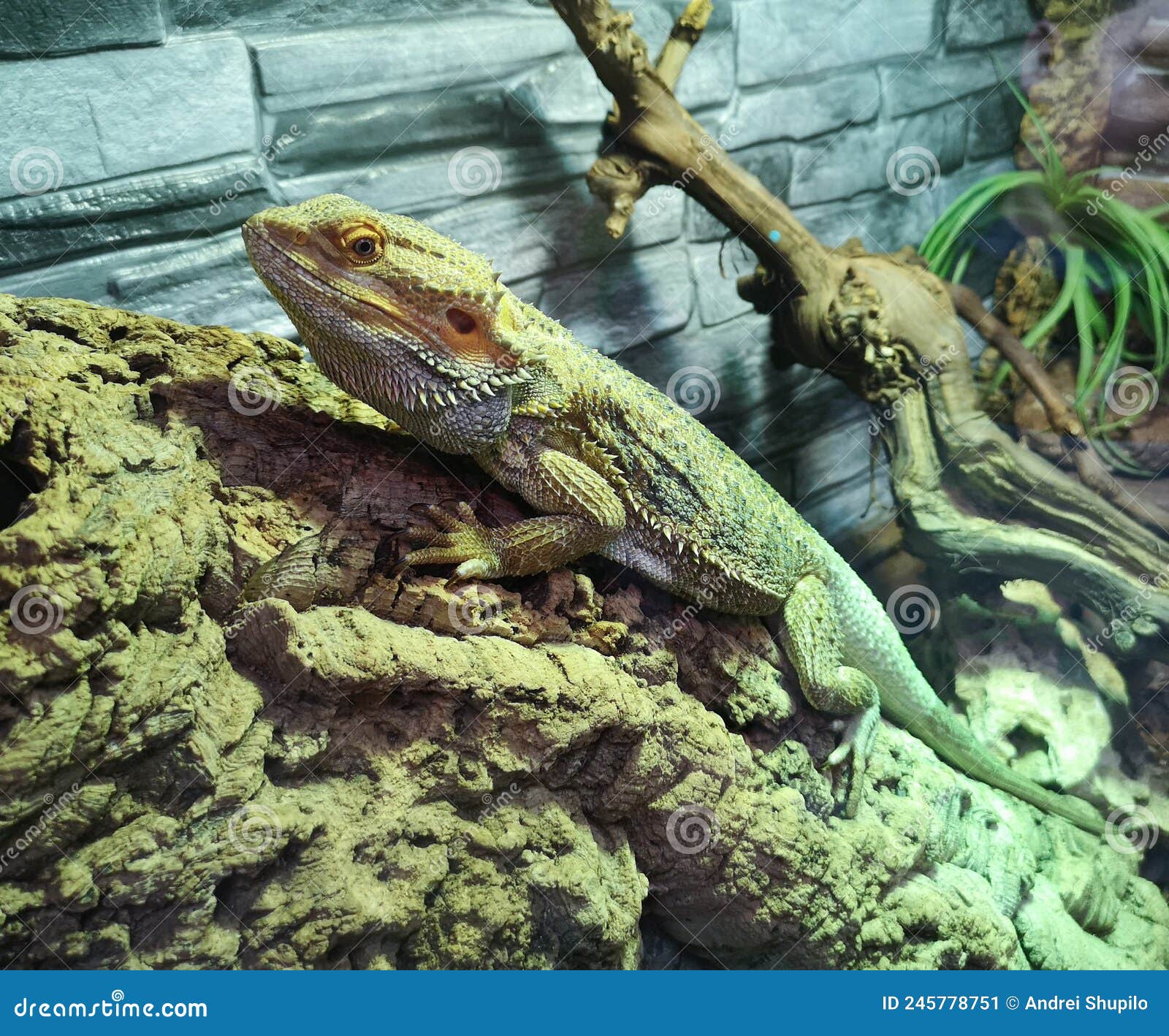 Big lizard in the zoo. stock image. Image of nature - 245778751