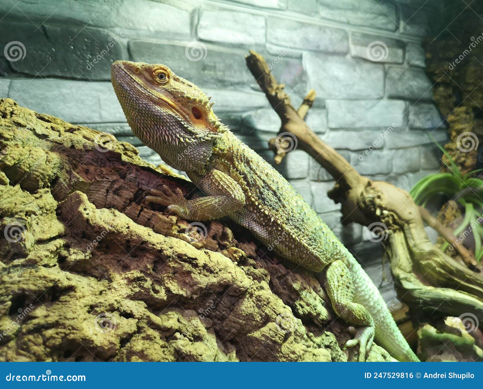 Big lizard in the zoo. stock photo. Image of skin, animal - 247529816