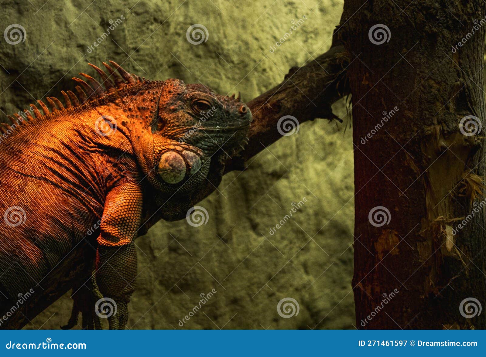 Big lizard in the zoo.Lazy stock image. Image of wildlife - 271461597