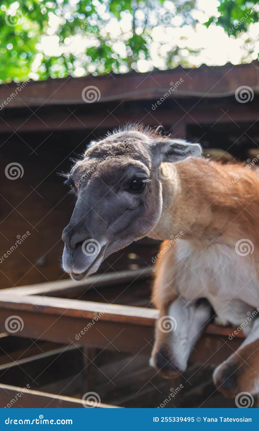 Big Llama in the Zoo. Selective Focus Stock Image - Image of funny ...