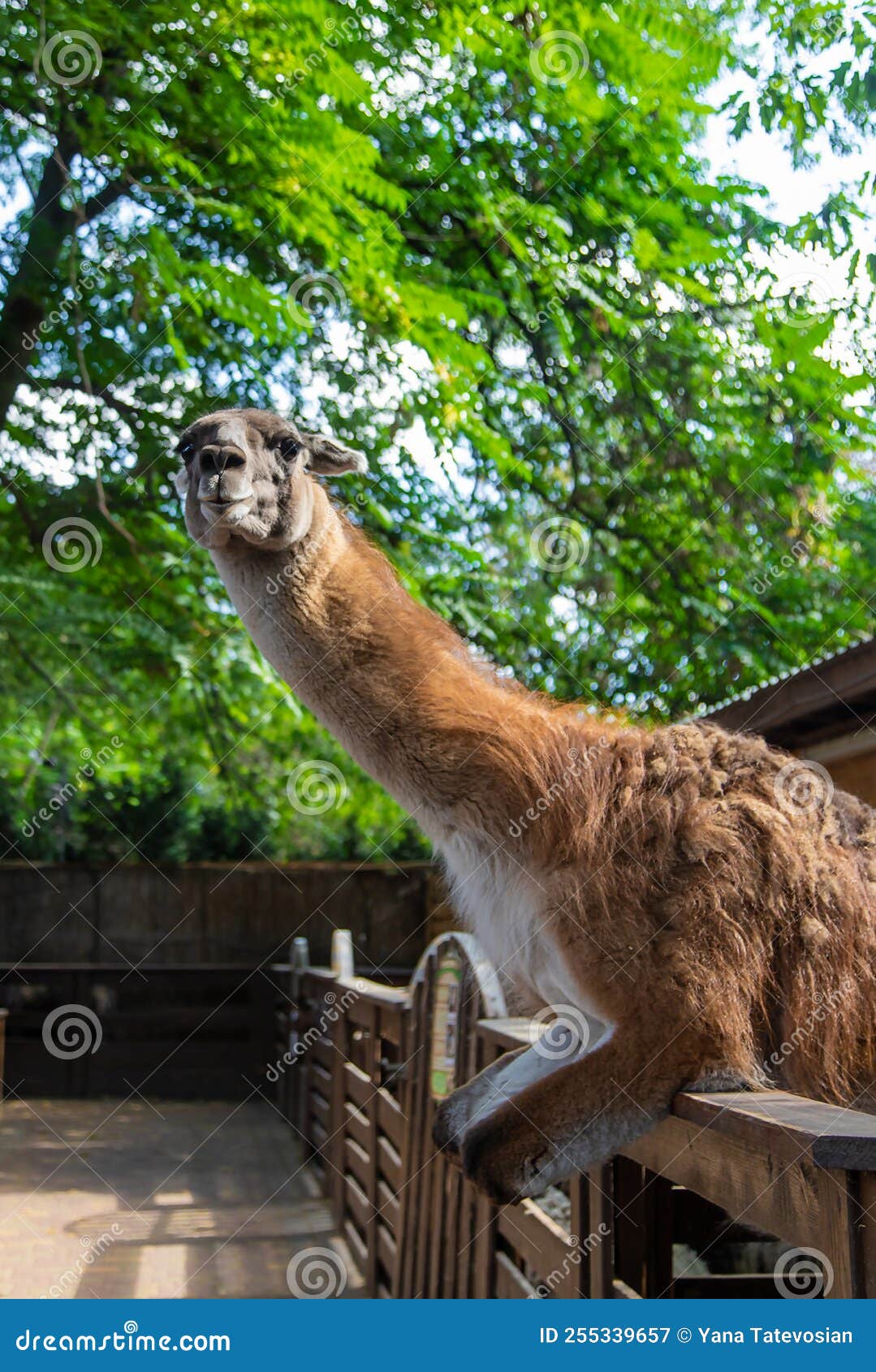 Big Llama in the Zoo. Selective Focus Stock Image - Image of animals ...
