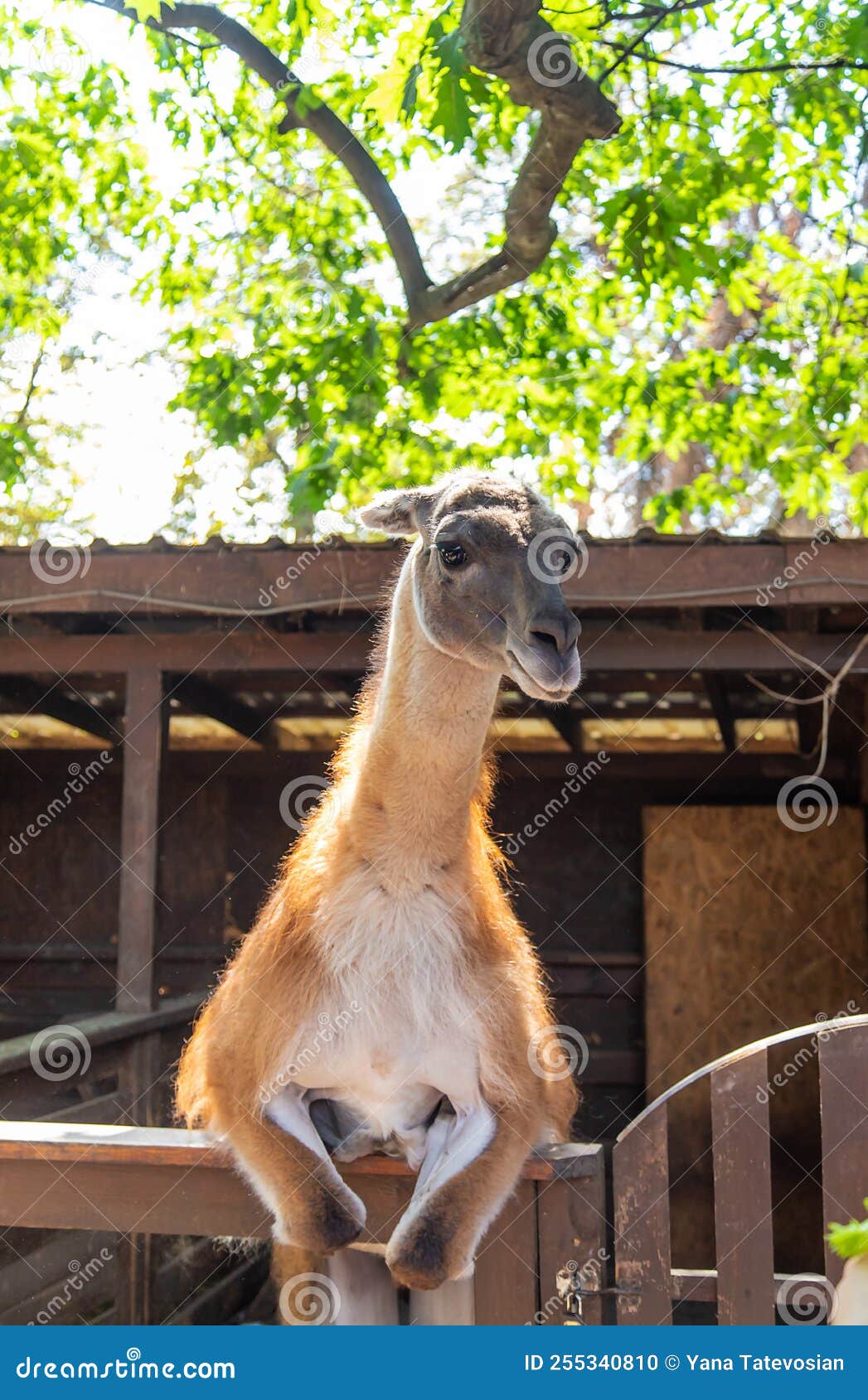 Big Llama in the Zoo. Selective Focus Stock Photo - Image of green ...