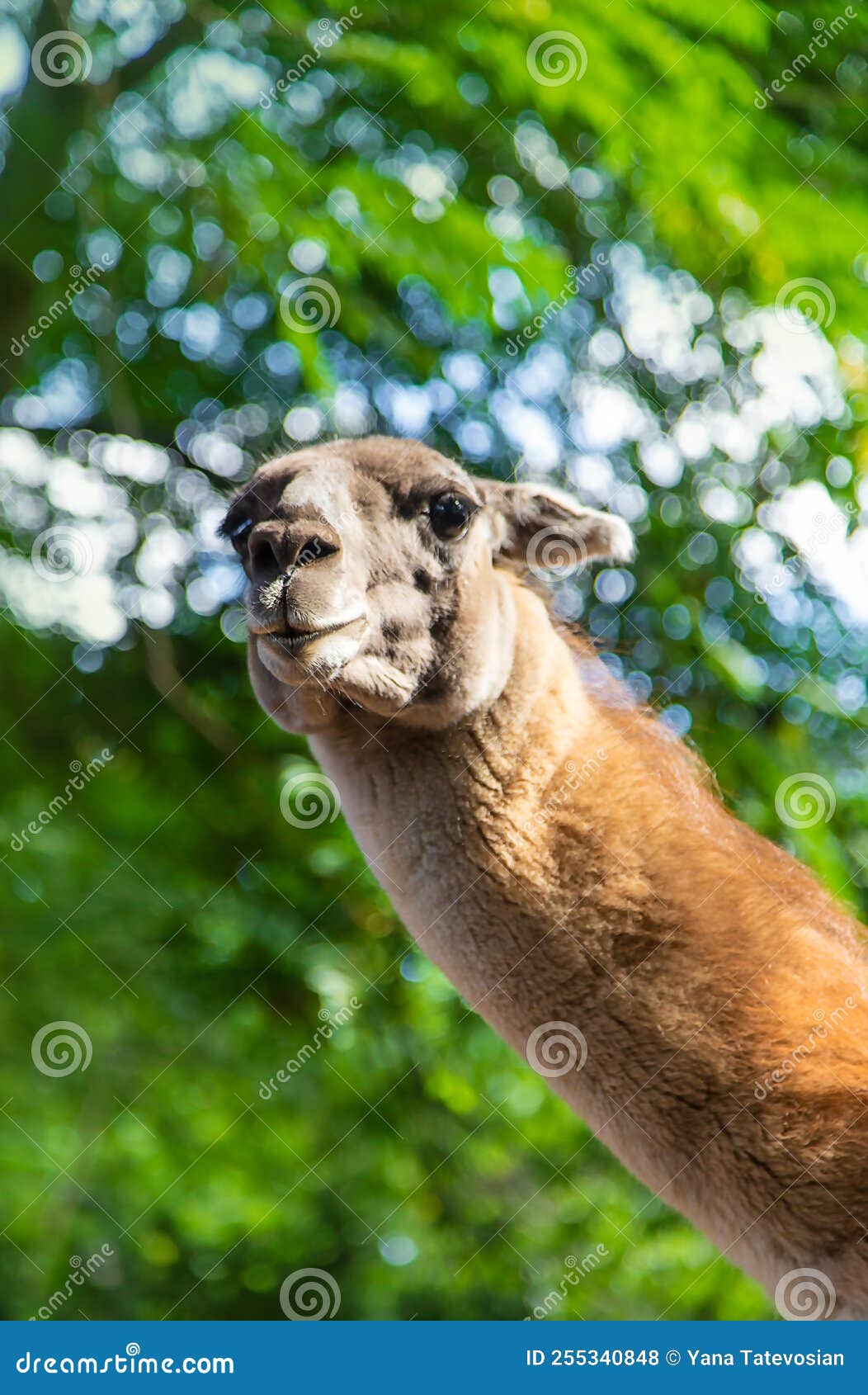 Big Llama in the Zoo. Selective Focus Stock Photo - Image of outdoor ...