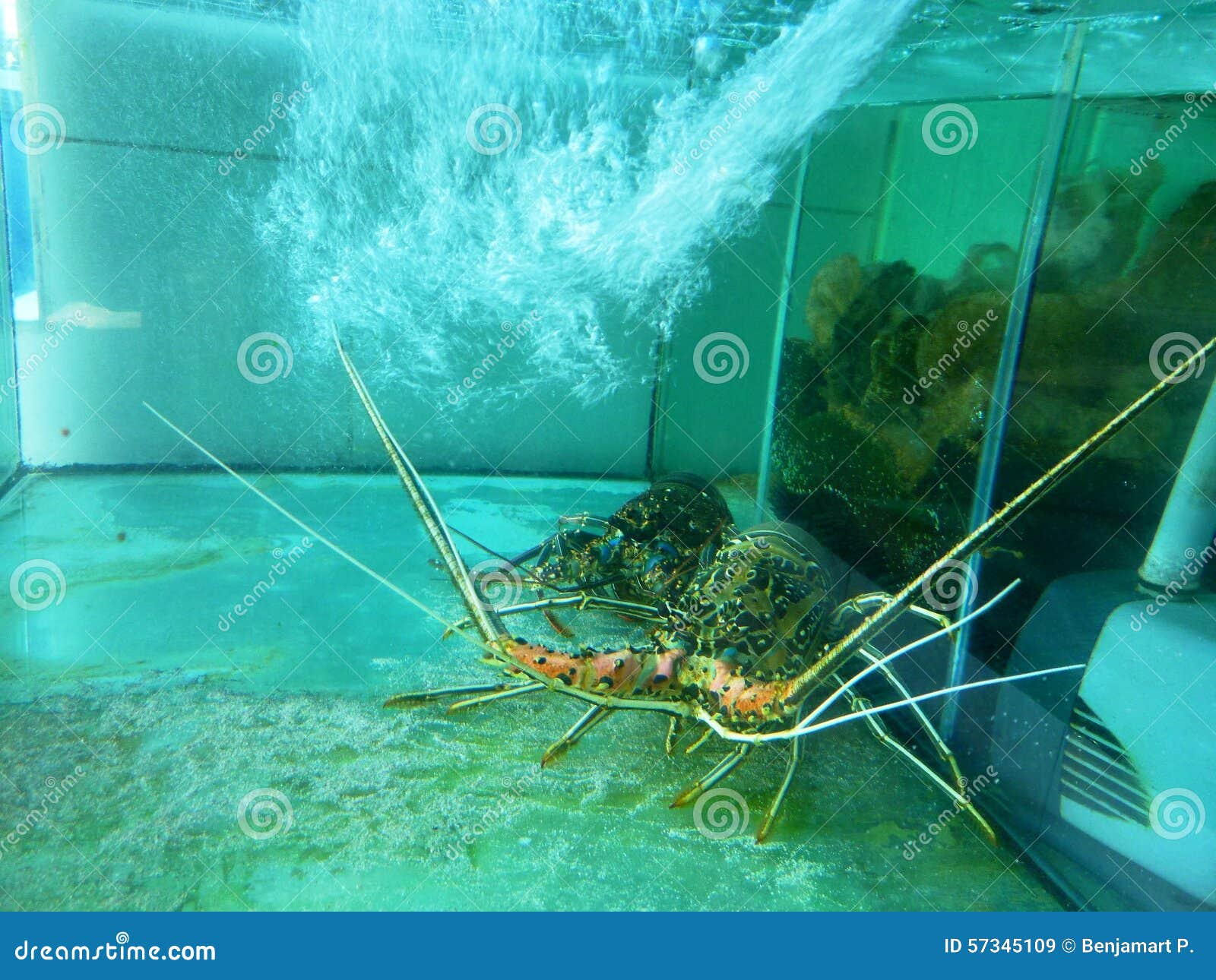 Big lobsters stock image. Image of mirror, traditional - 57345109