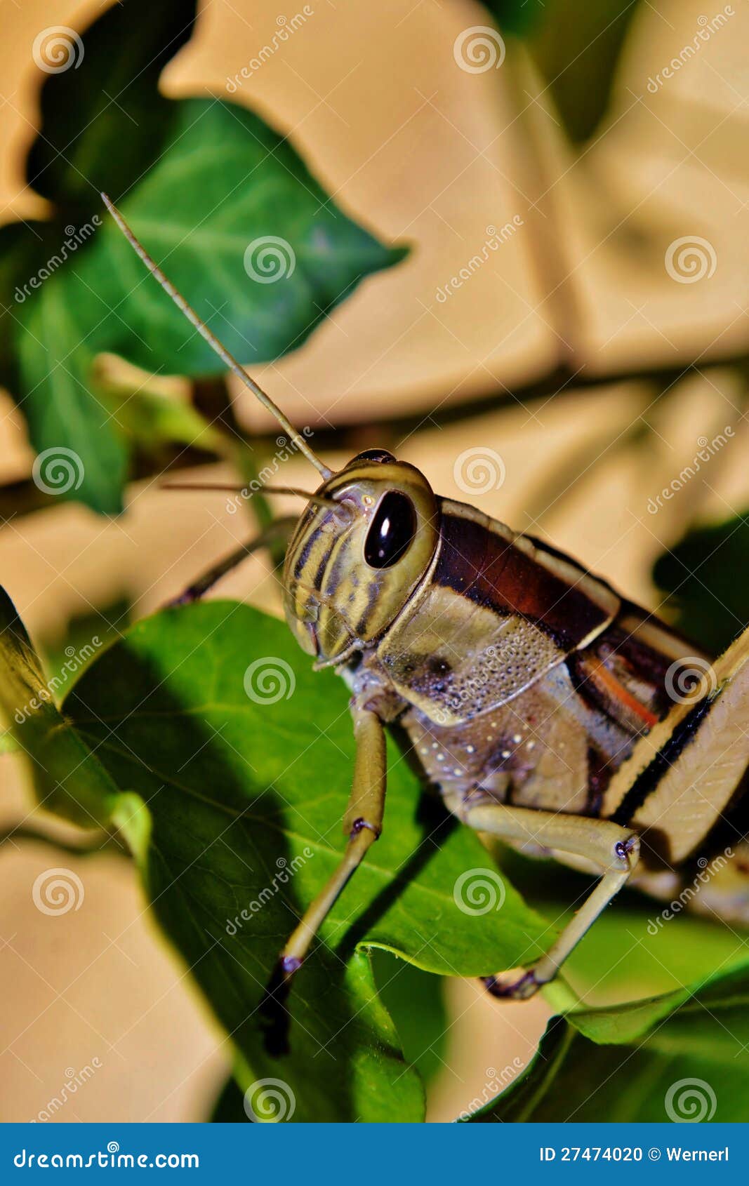 Big Locust stock photo. Image of insect, background, brown - 27474020