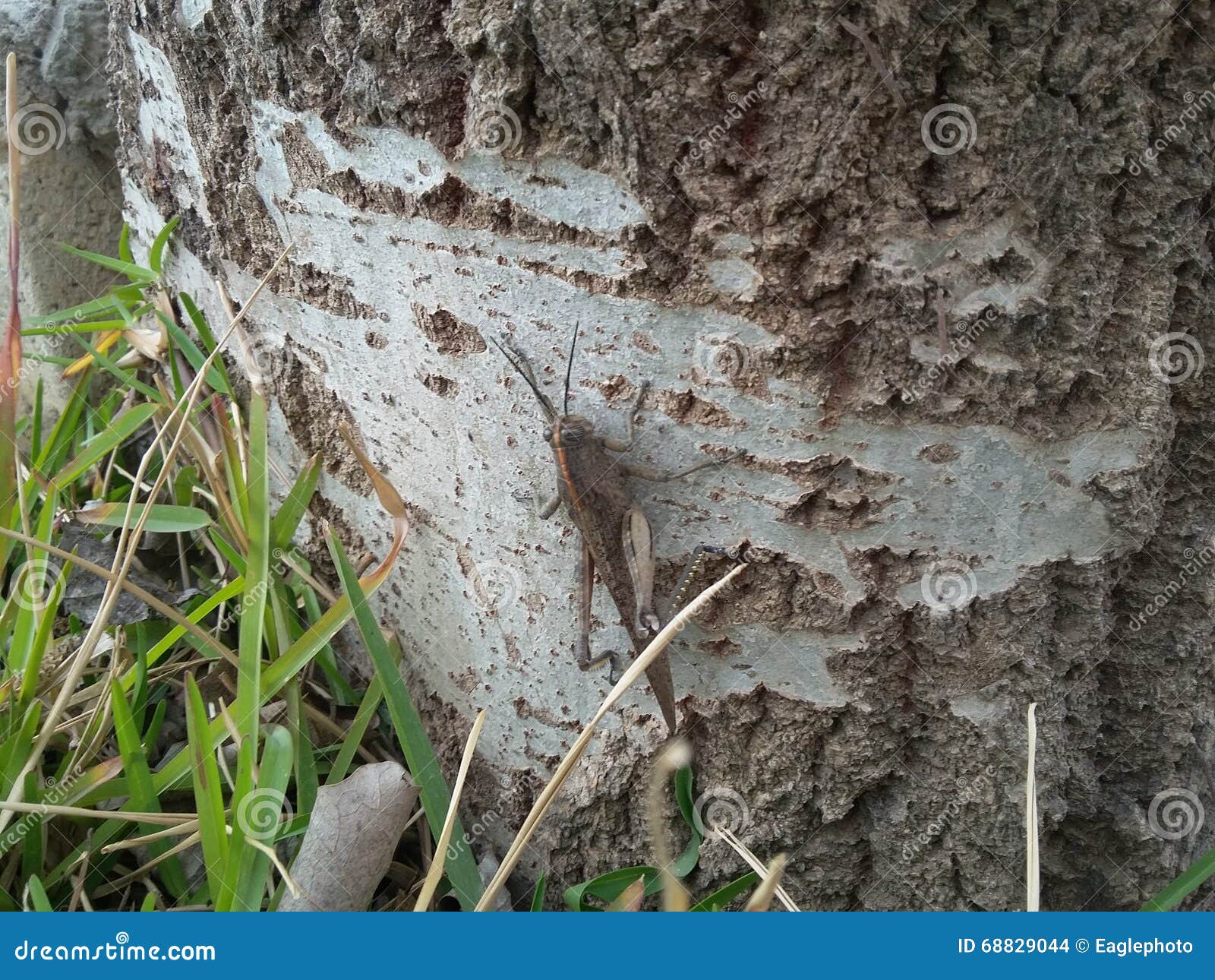 Big locust on tree stem stock photo. Image of green, blooming - 68829044