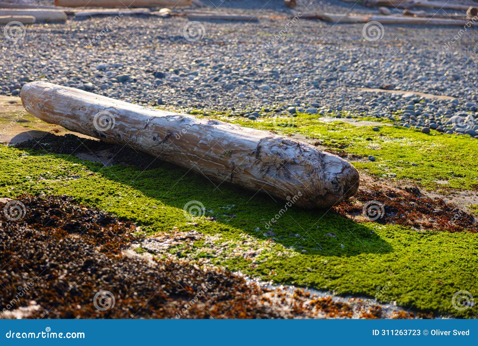 BIg Log Lying on the River Shore in Some Moss Stock Image - Image of ...