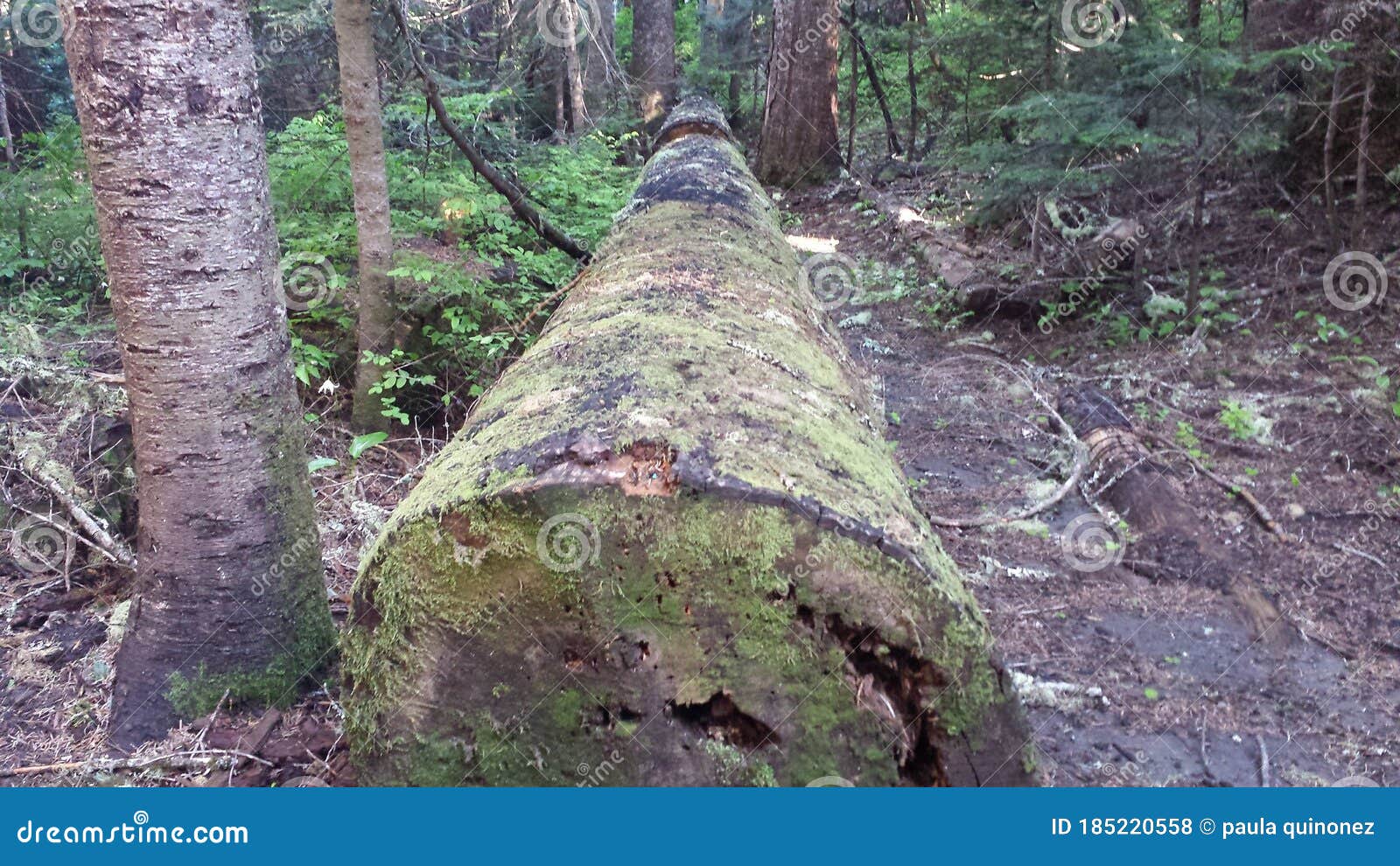 Big Log in the Middle of a Forest Stock Photo - Image of plant, trunk ...