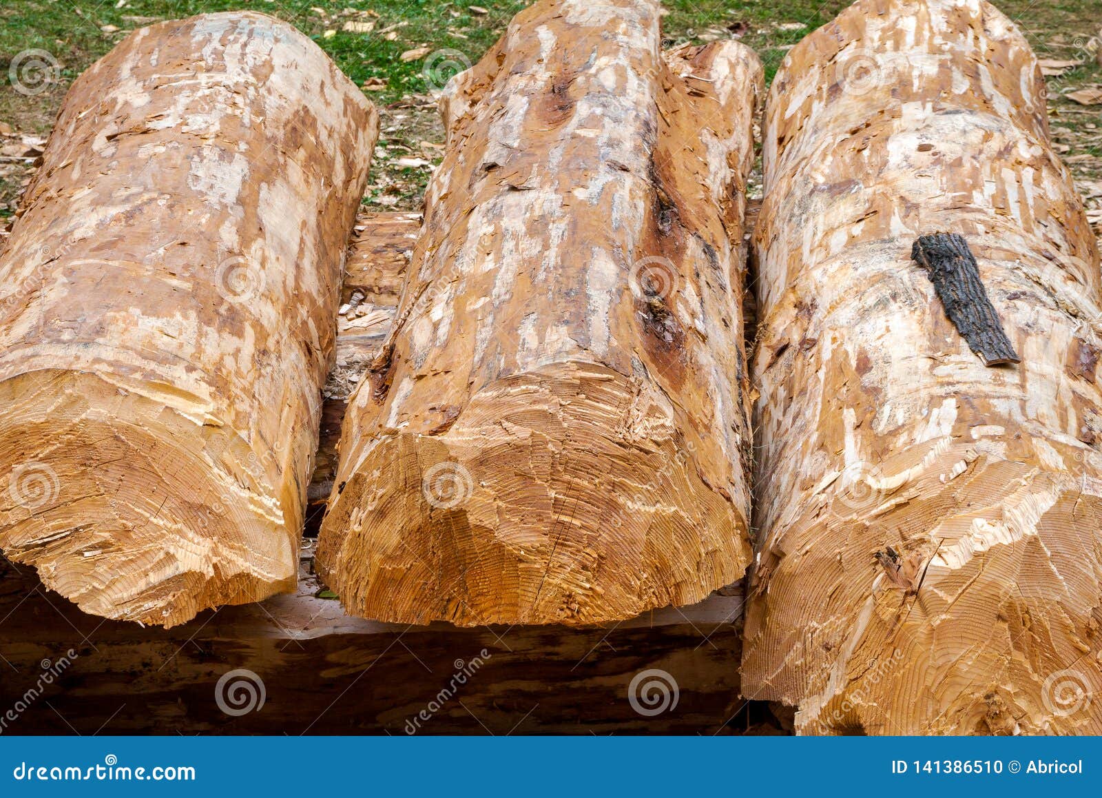 Big Logs Lying on the Ground Stock Photo - Image of building, bark ...