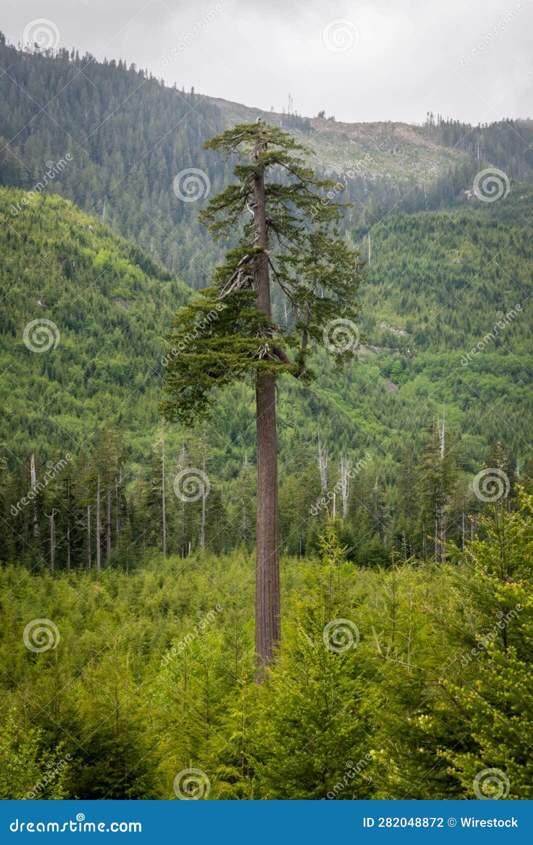 Big Lonely Doug in a Clear-cut Forest Stock Photo - Image of ...