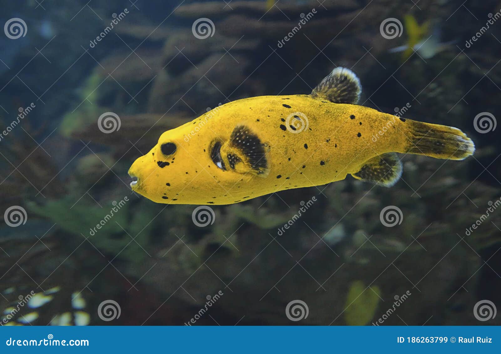 Big Lonely Fish in the Ocean Stock Image - Image of diving, ocean ...