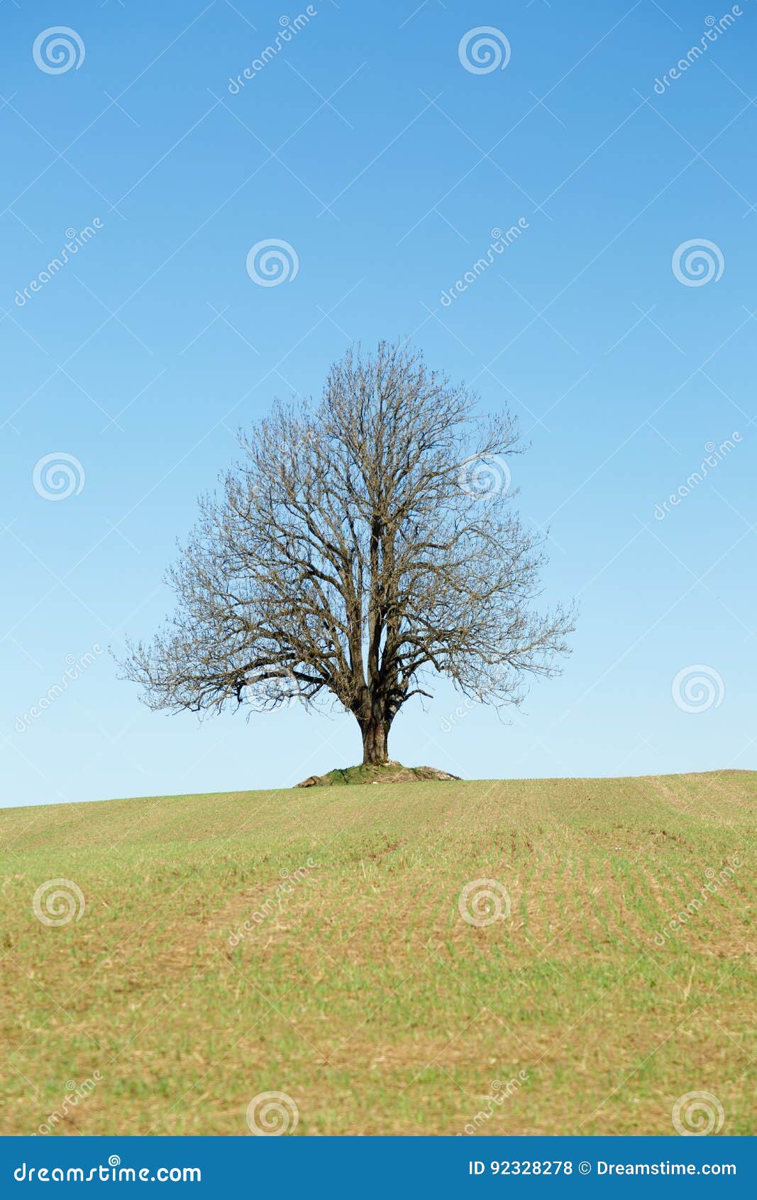 Big Lonely tree in field stock photo. Image of summer - 92328278