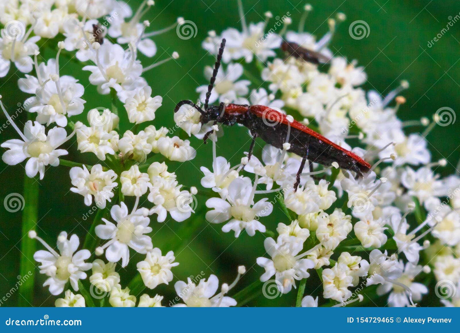 Big Long Red Bug on the Small Flowers Stock Image - Image of close ...
