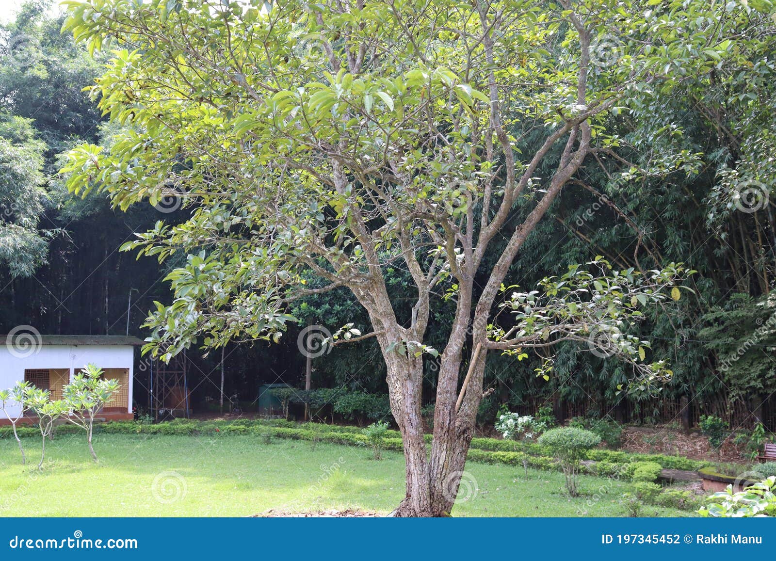 A Big & Long Tree in the Garden Stock Photo - Image of grove, fruit ...