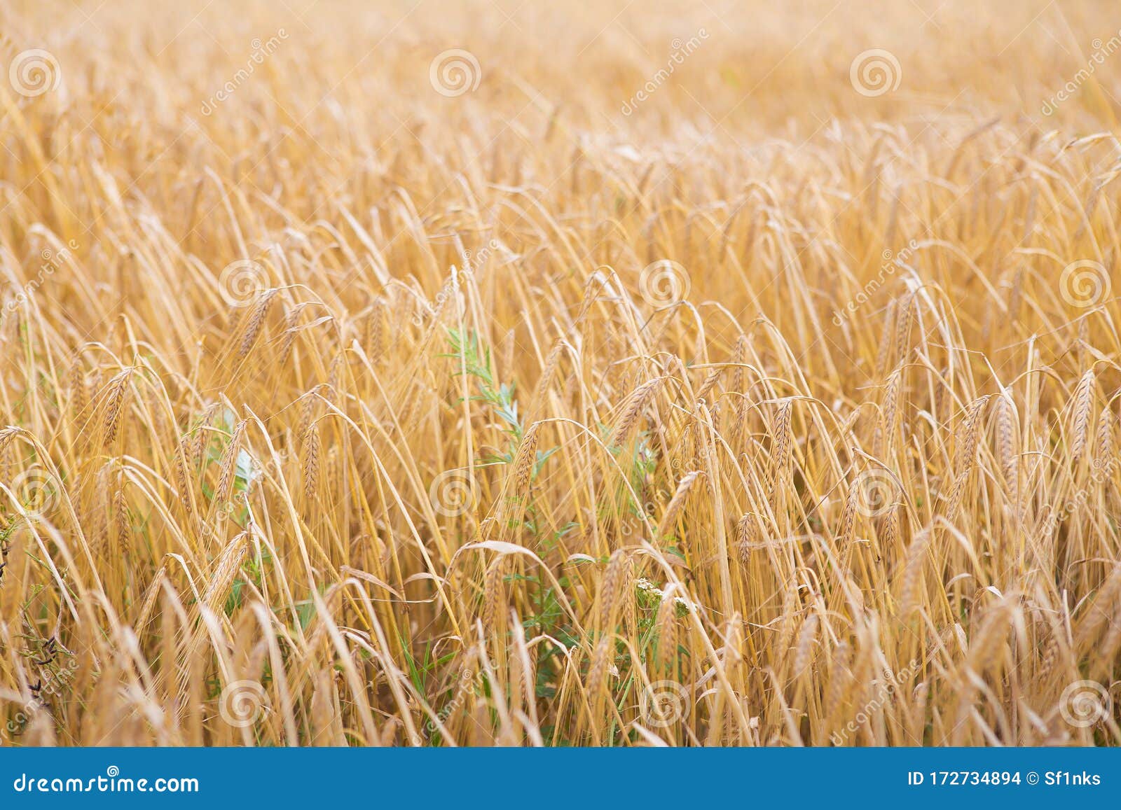 Big and Long Wheat Field in the Summer, Time To Harvest Stock Photo ...