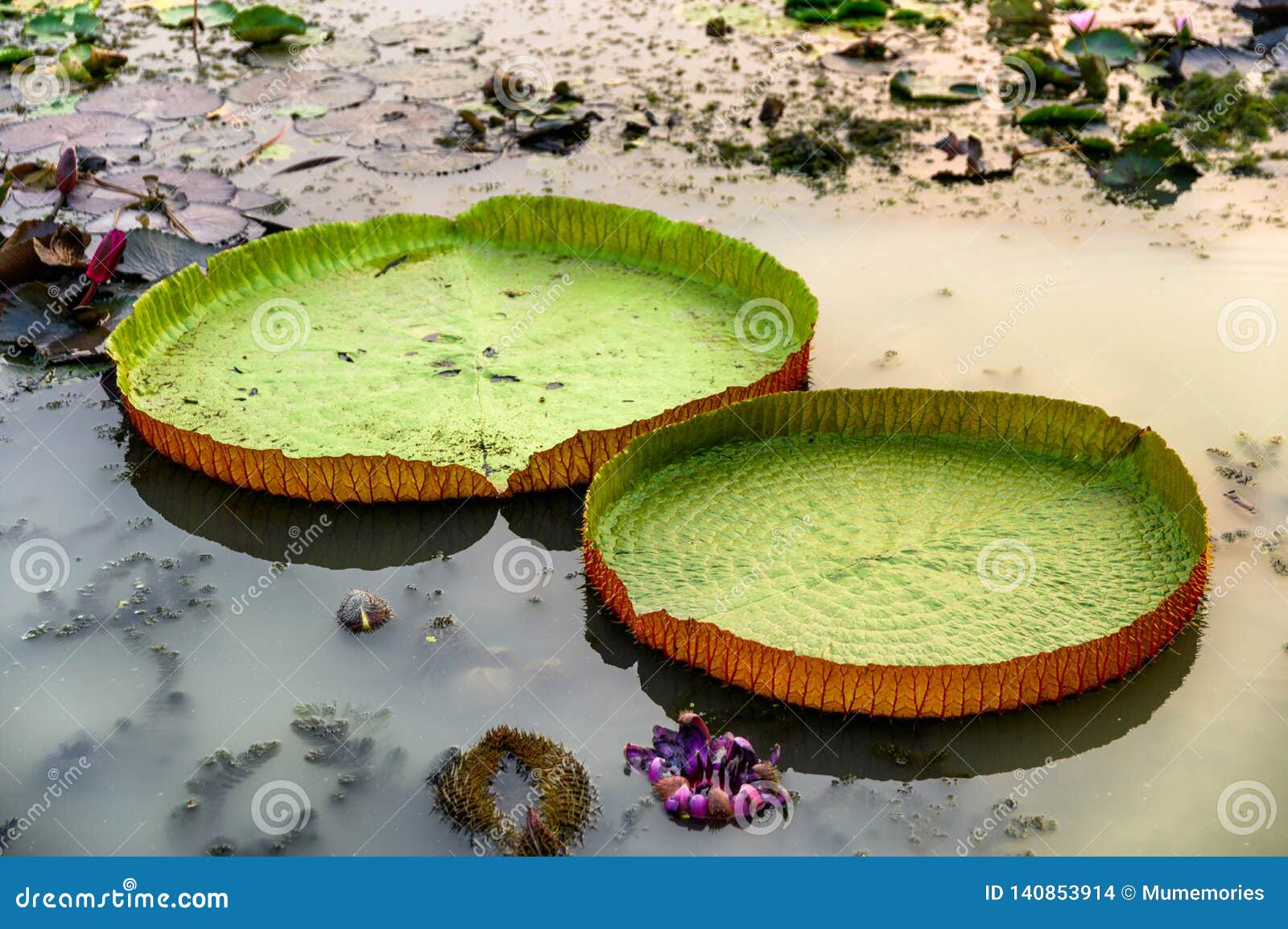 Big Lotus Green Leaf Floating on Water Stock Photo - Image of aquatic ...