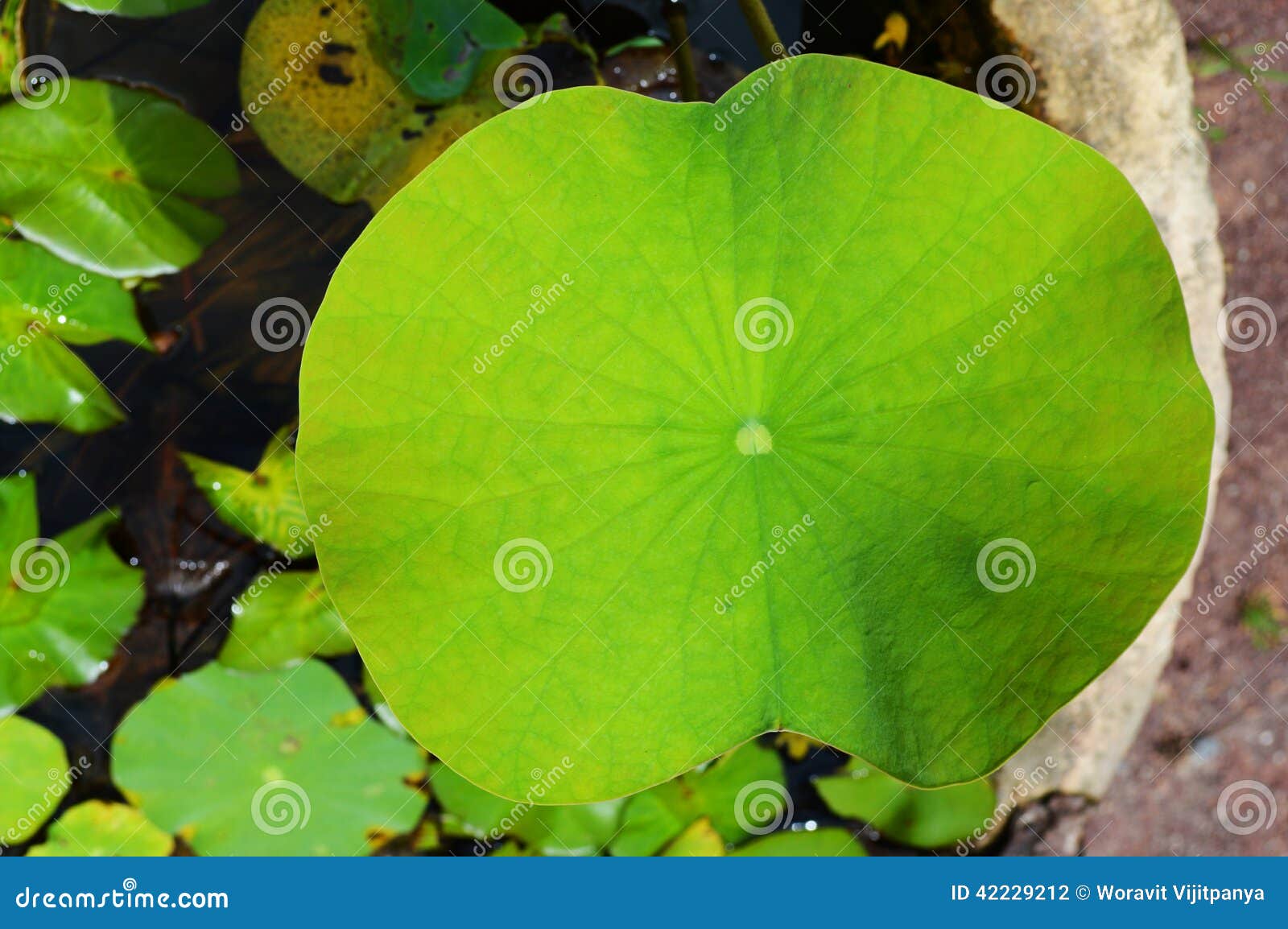 Big Lotus leaf stock photo. Image of closeup, plant, leaf - 42229212