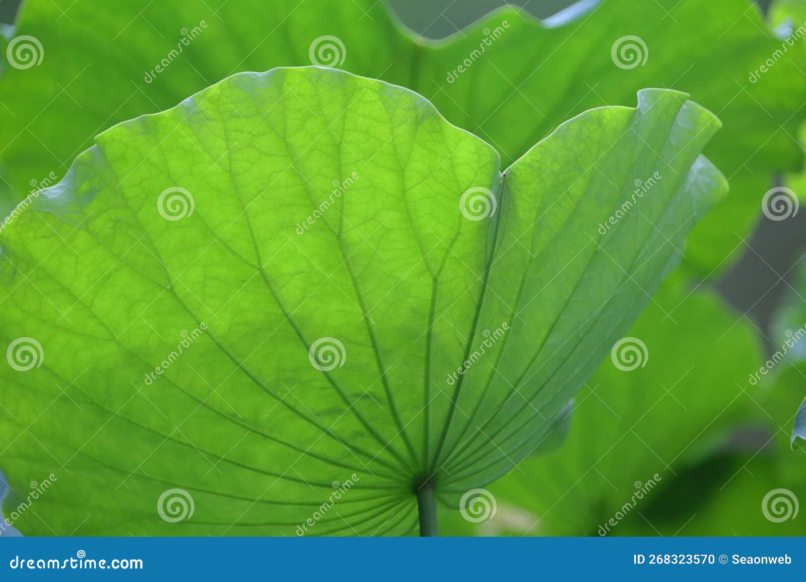 The Big Lotus Leaf Plant in the Lake Stock Photo - Image of lily ...