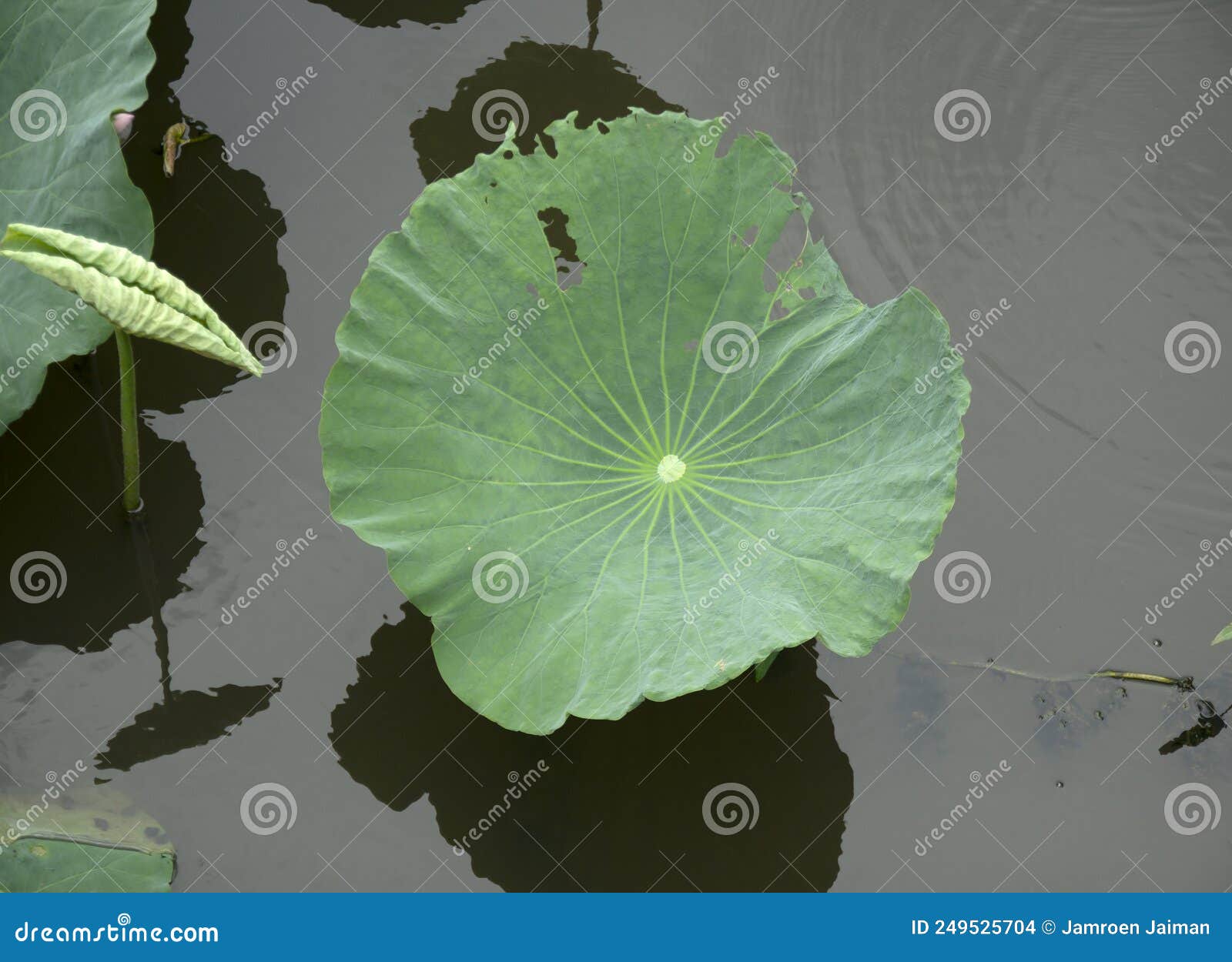 Big Lotus Leaf in the Lotus Pond Stock Photo - Image of lily, floating ...