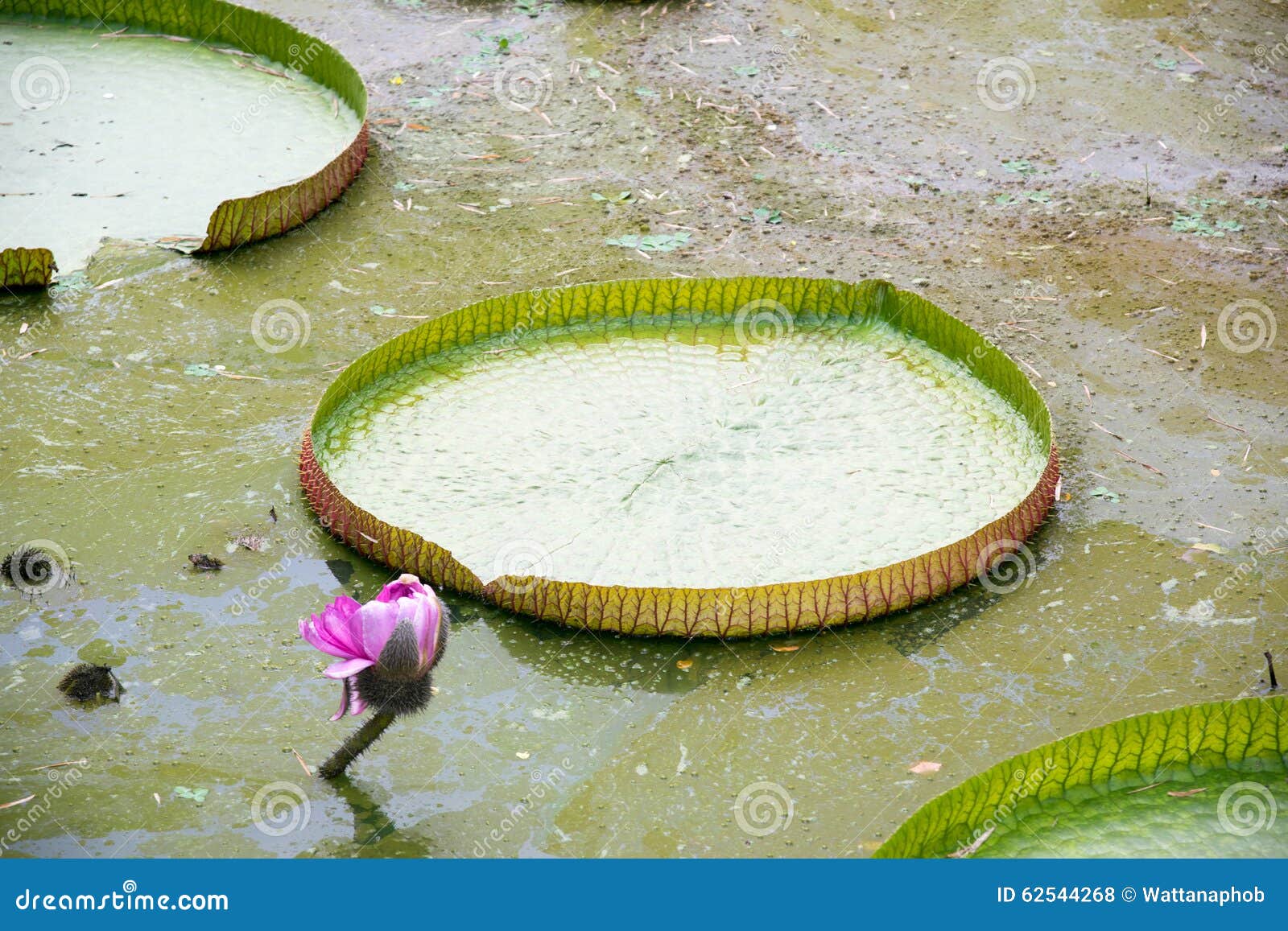 The big lotus leaf stock photo. Image of spring, grow - 62544268