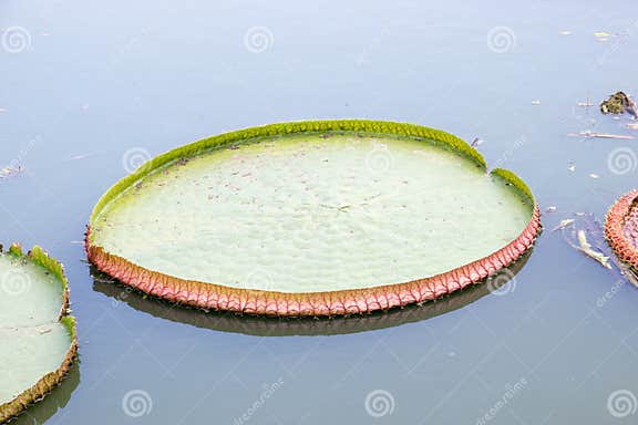 The big lotus leaf stock image. Image of river, natural - 62544943