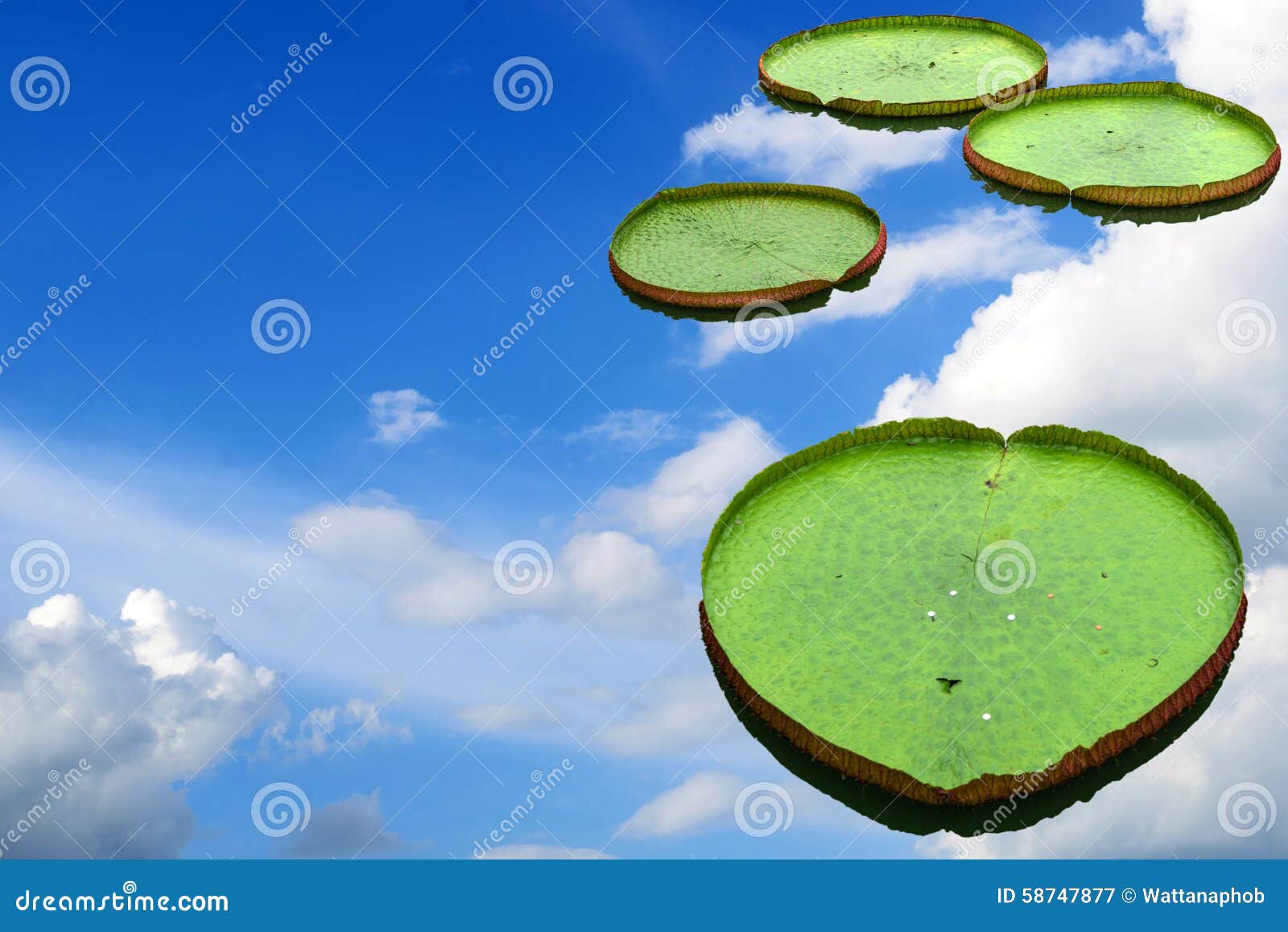 Big Lotus Leafs Isolated on Beautiful Blue Sky with Clouds. Stock Image ...