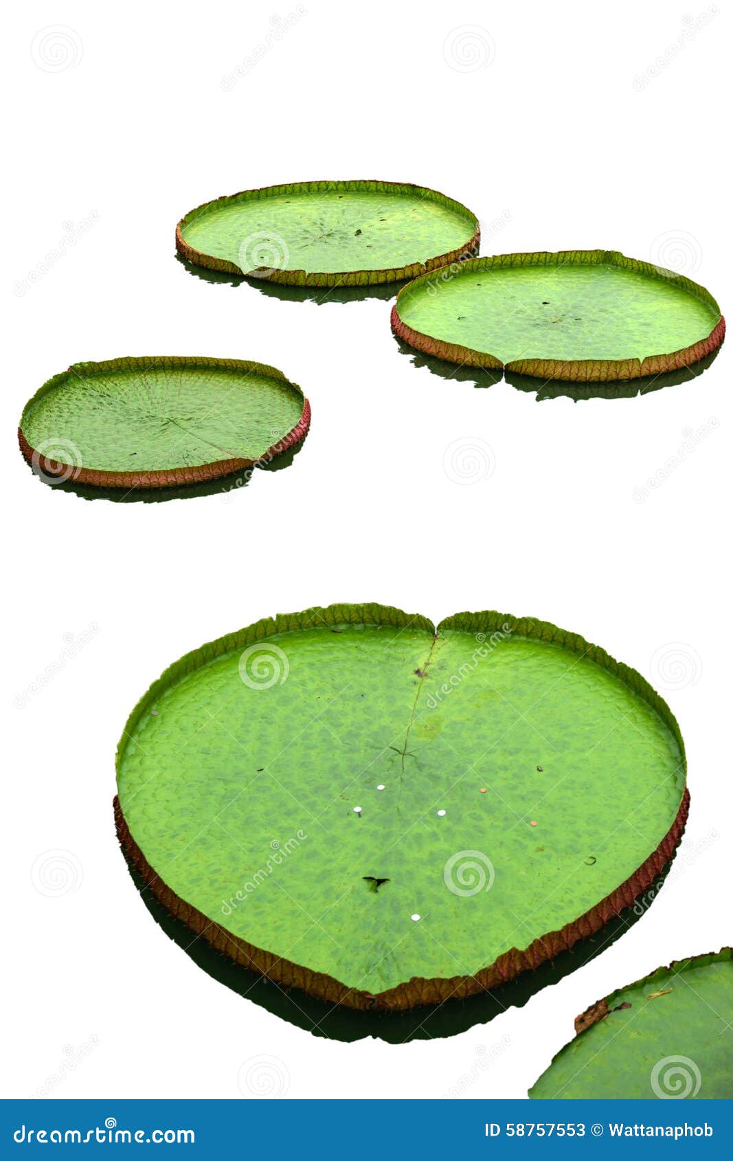 The Big Lotus Leafs Isolated on White Background. Stock Image - Image ...