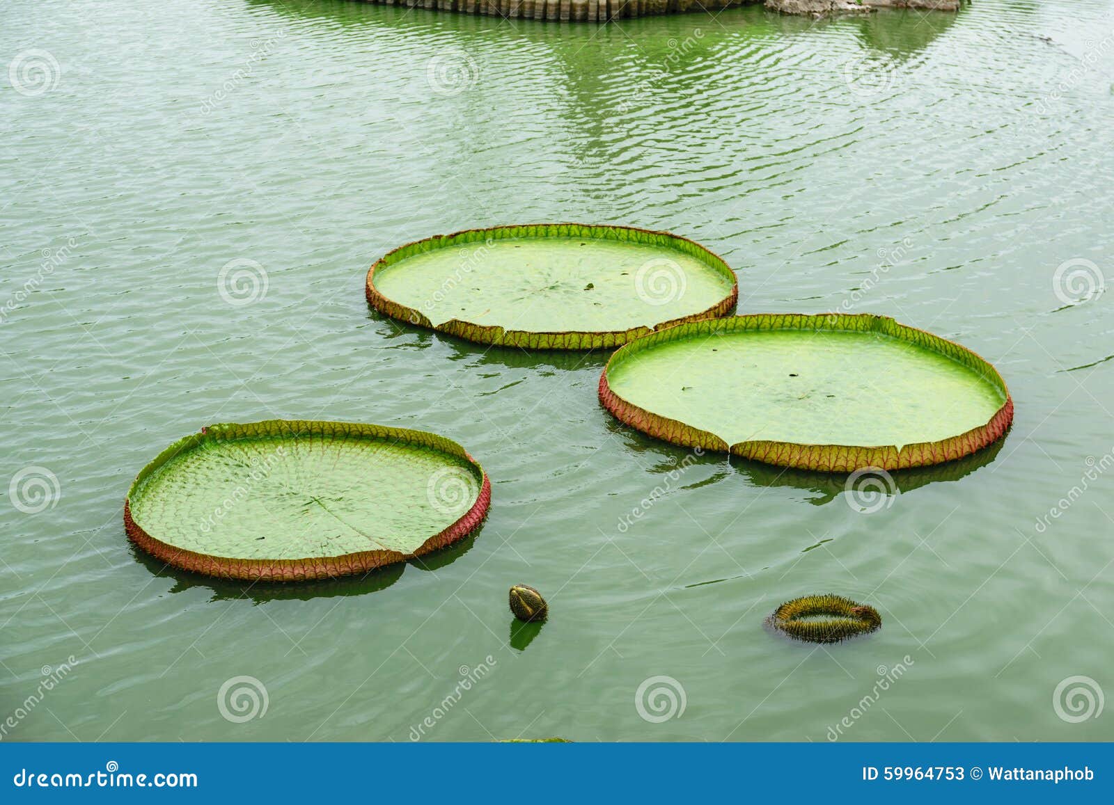 The big lotus leafs. stock image. Image of park, leaf - 59964753