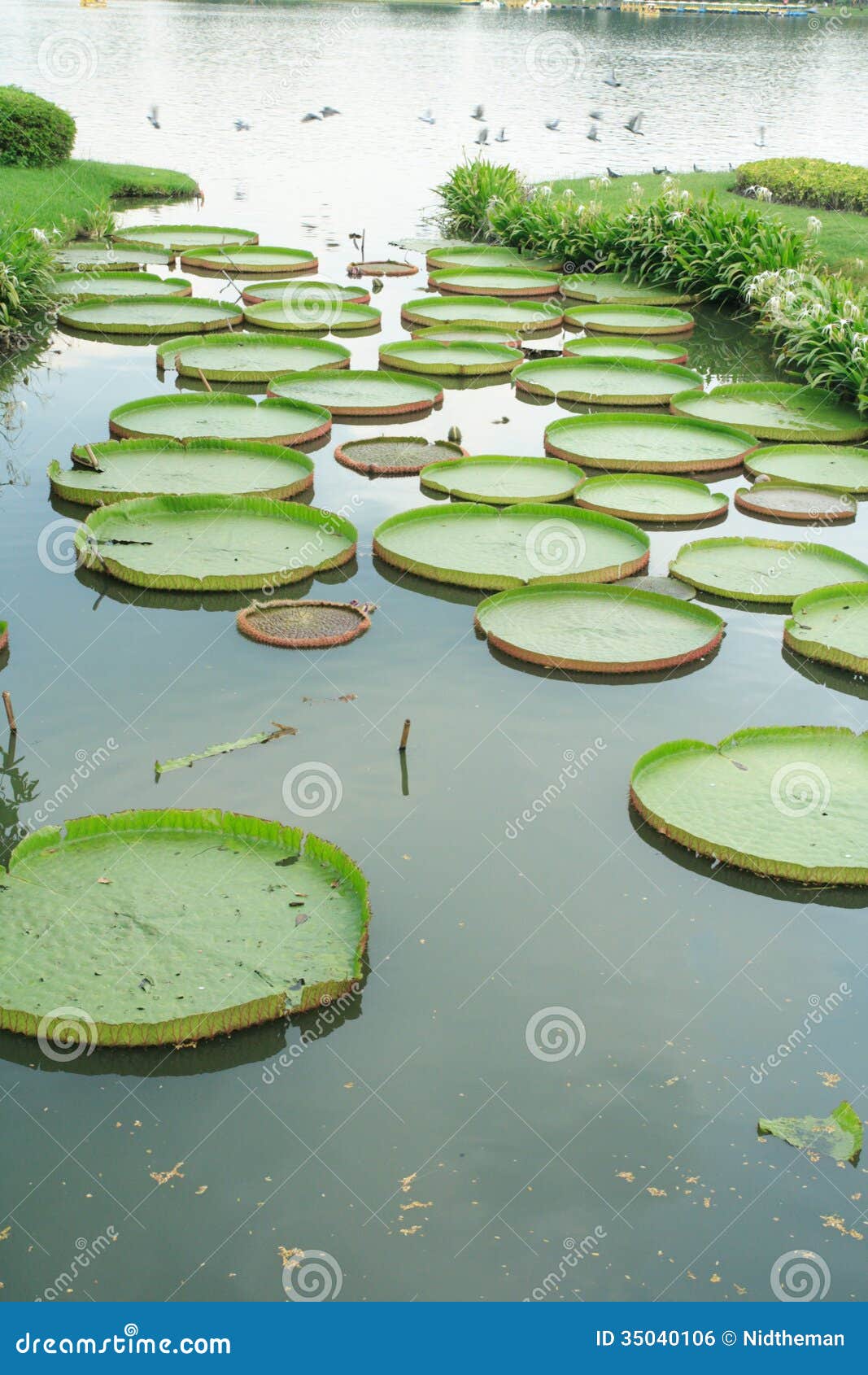 Big lotus stock photo. Image of lake, river, lotus, asian - 35040106