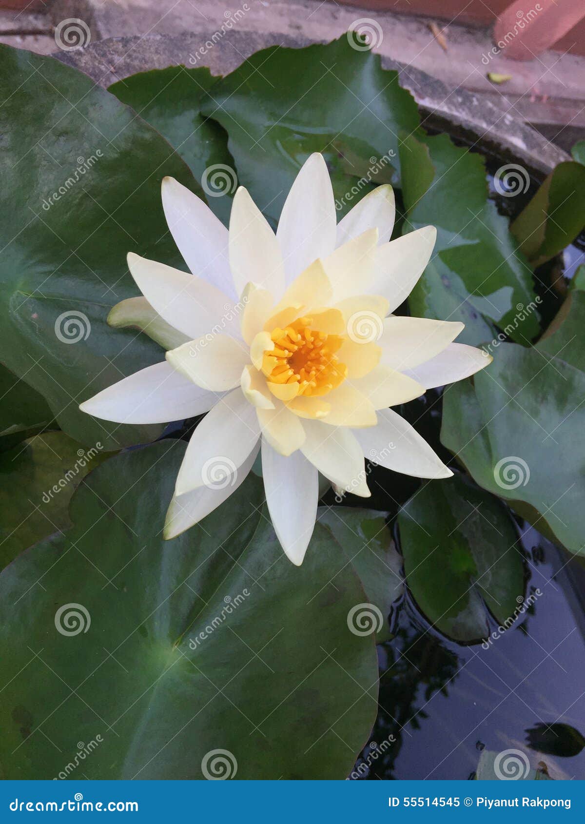 Big lotus stock image. Image of nature, yellow, cute - 55514545