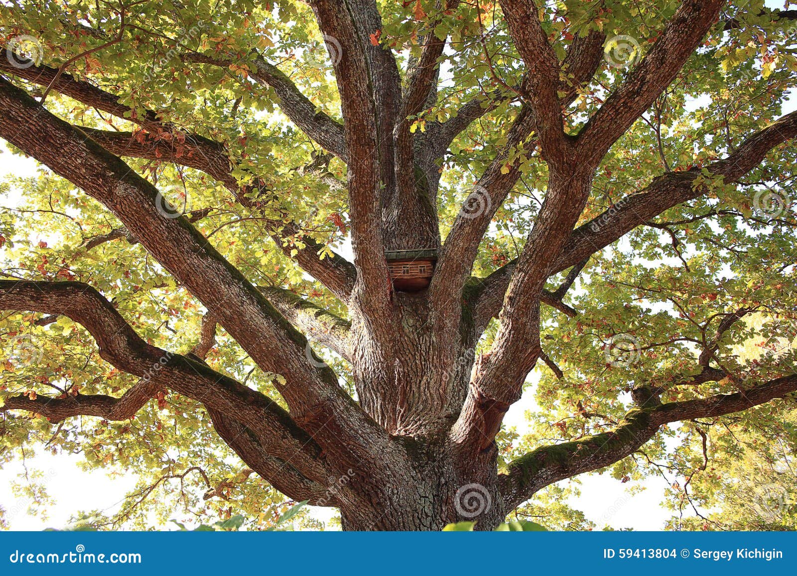 Big lush tree stock photo. Image of forest, holidays - 59413804