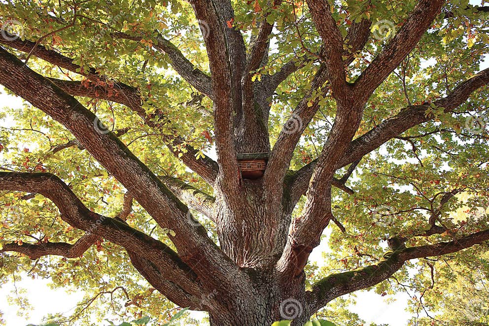 Big lush tree stock photo. Image of forest, holidays - 59413804