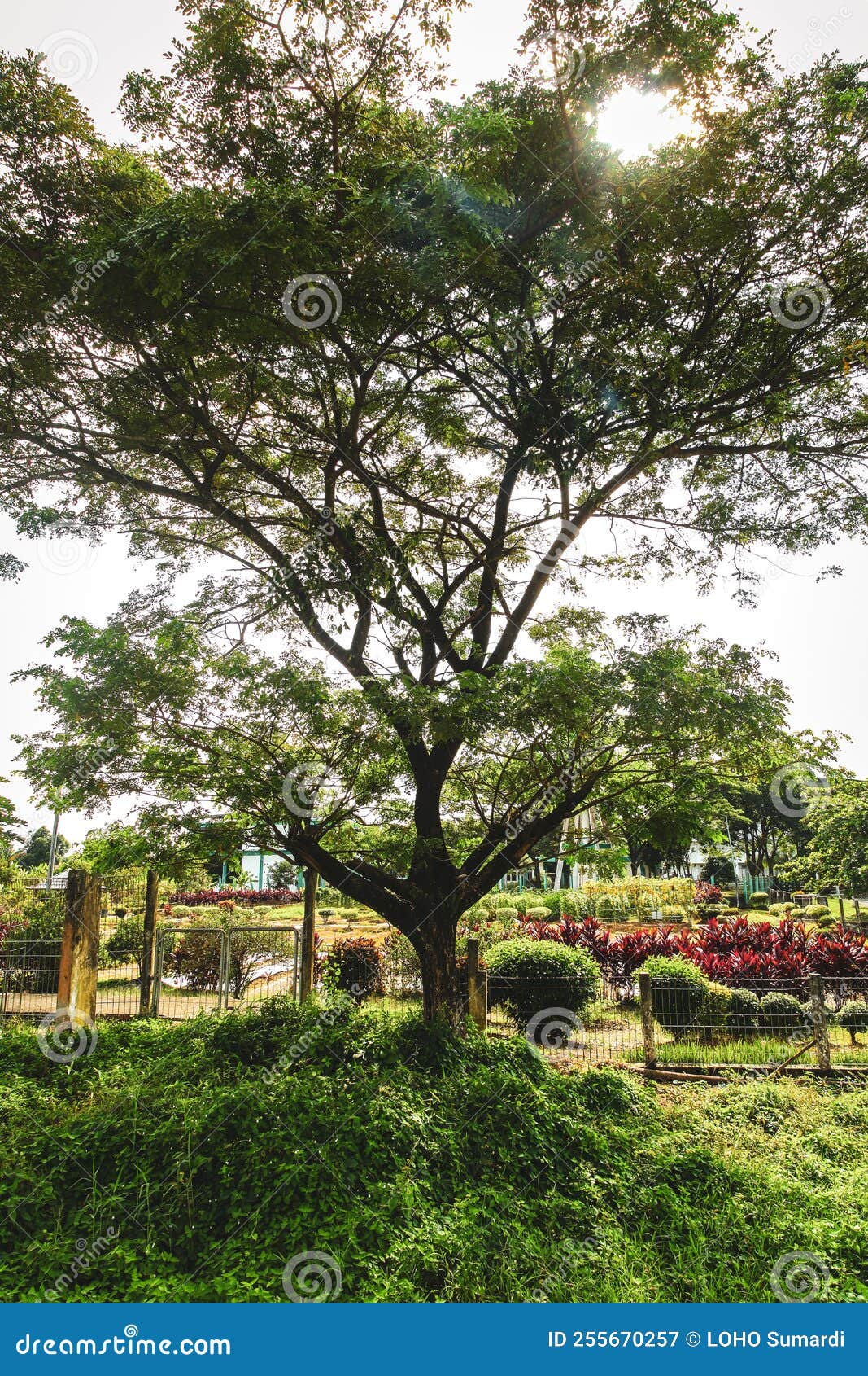 A Big, Lush Tree, in a Garden with Lots of Plants Around it Stock Image ...