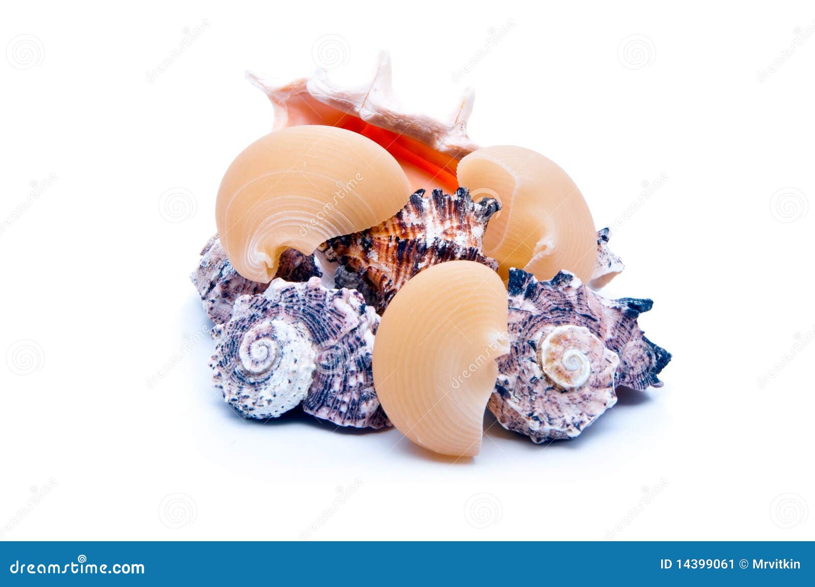 Big macaroni and seashells stock image. Image of natural - 14399061
