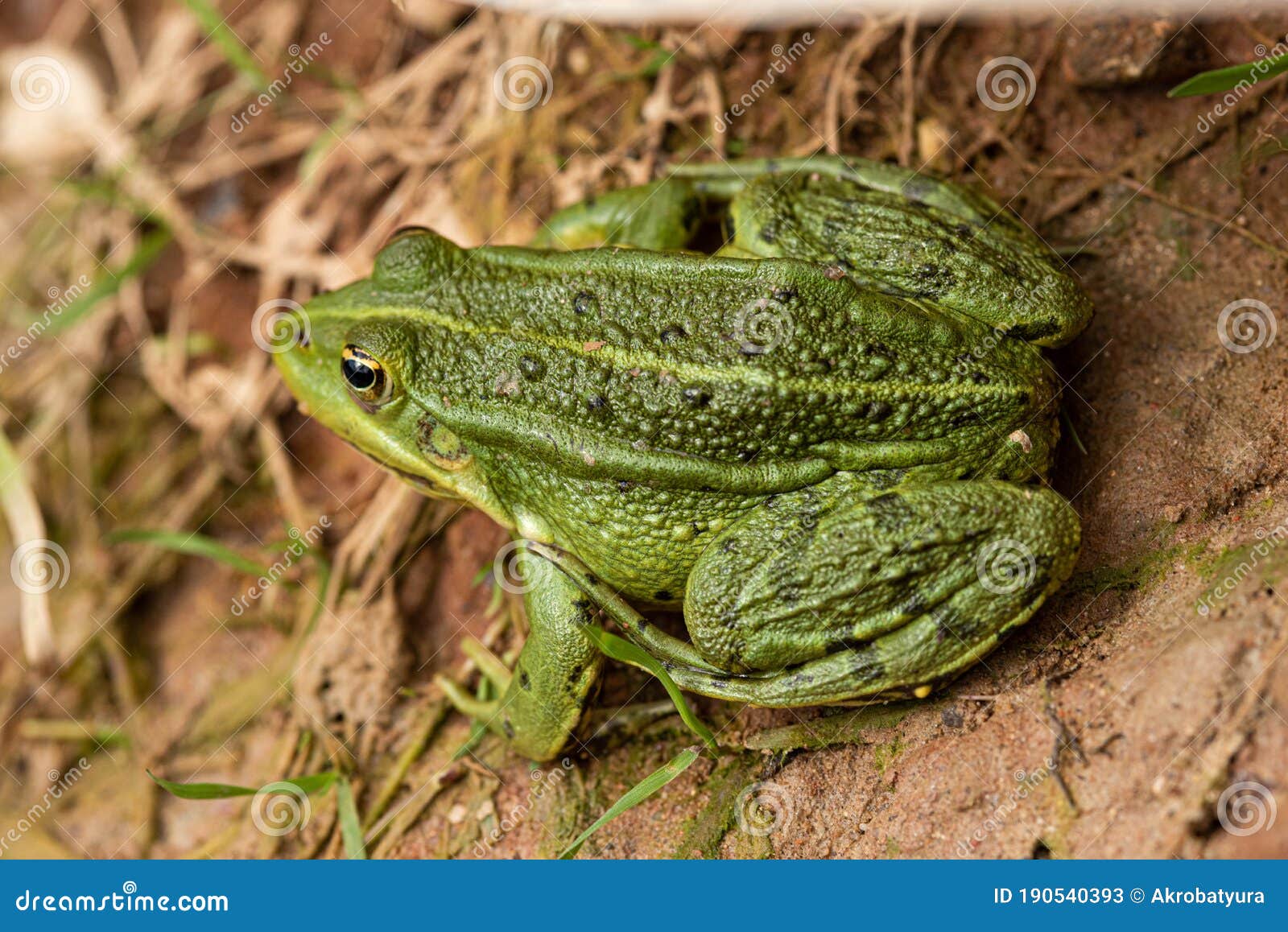 Big macro green grog stock image. Image of grass, ball - 190540393