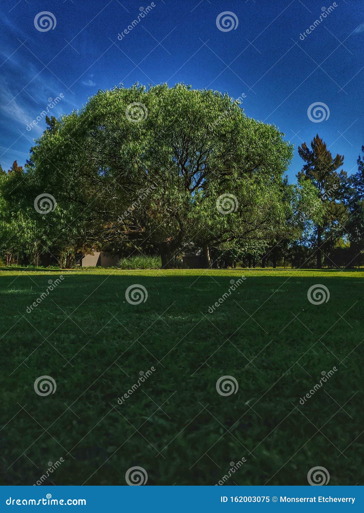 Big Magic Tree stock image. Image of forest, tree, magic - 162003075