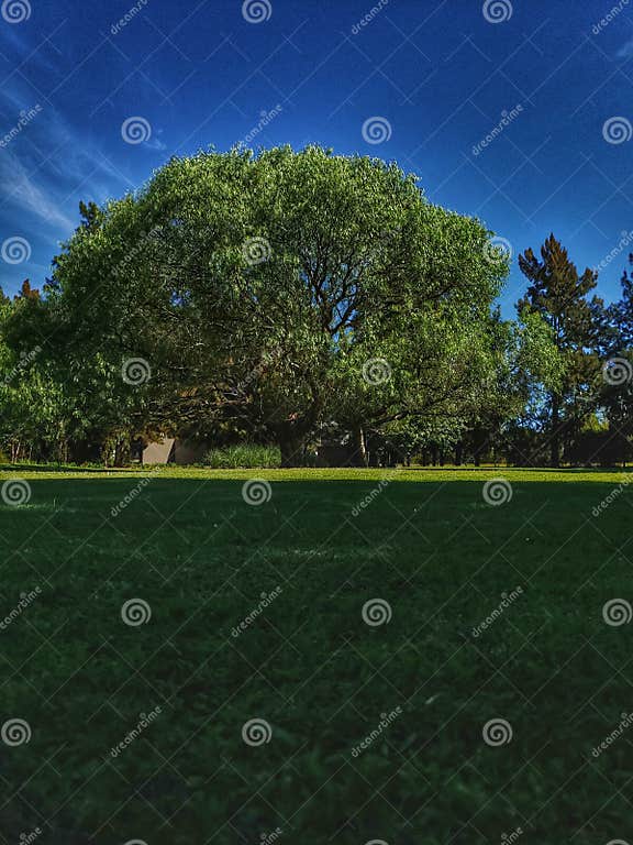 Big Magic Tree stock image. Image of forest, tree, magic - 162003075