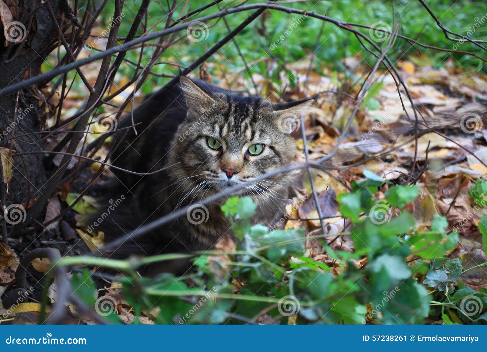 Big Maine Coon Cat Under Tree in the Autumn Forest Stock Image - Image ...