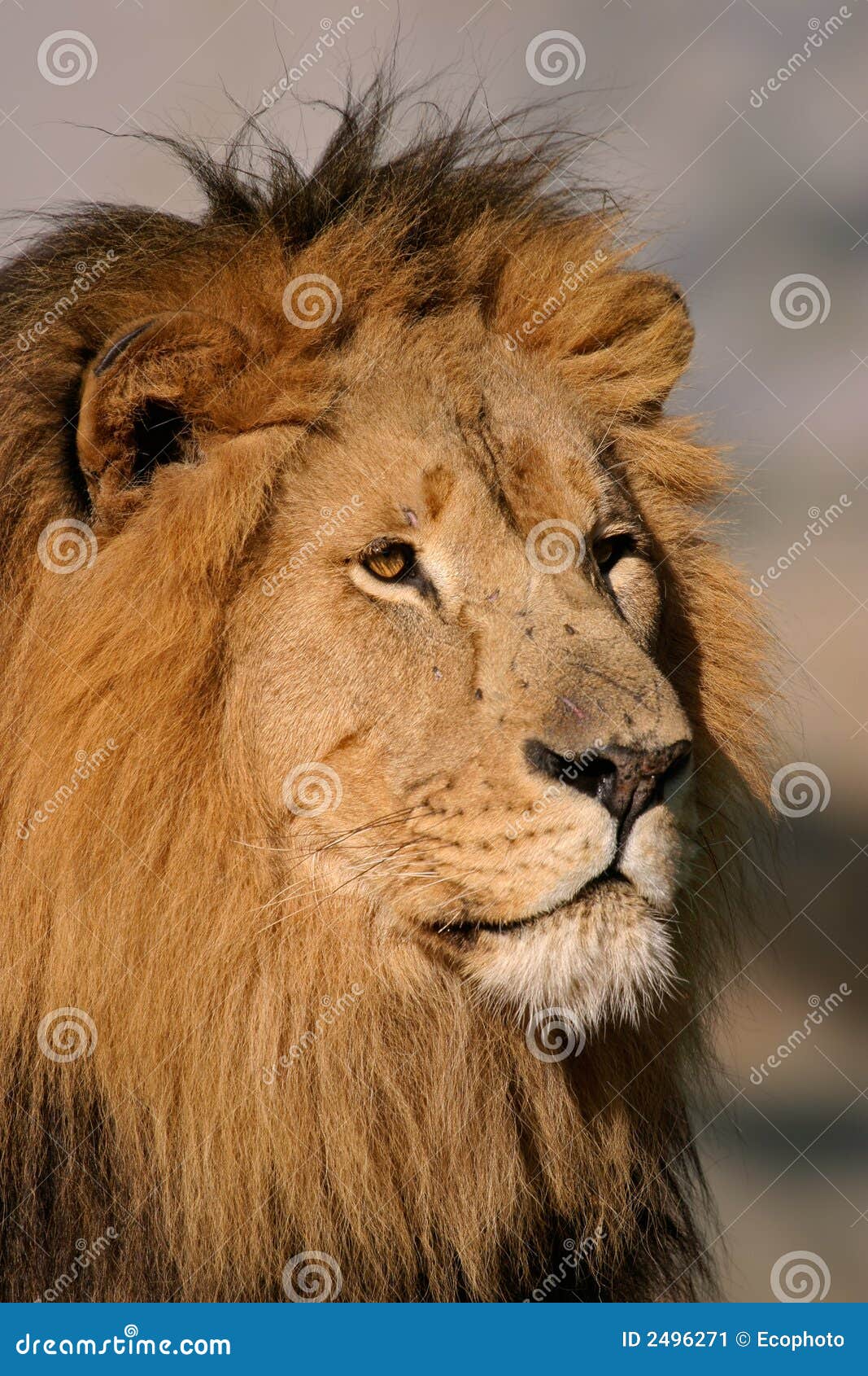 Big male African lion stock image. Image of eyes, africa - 2496271