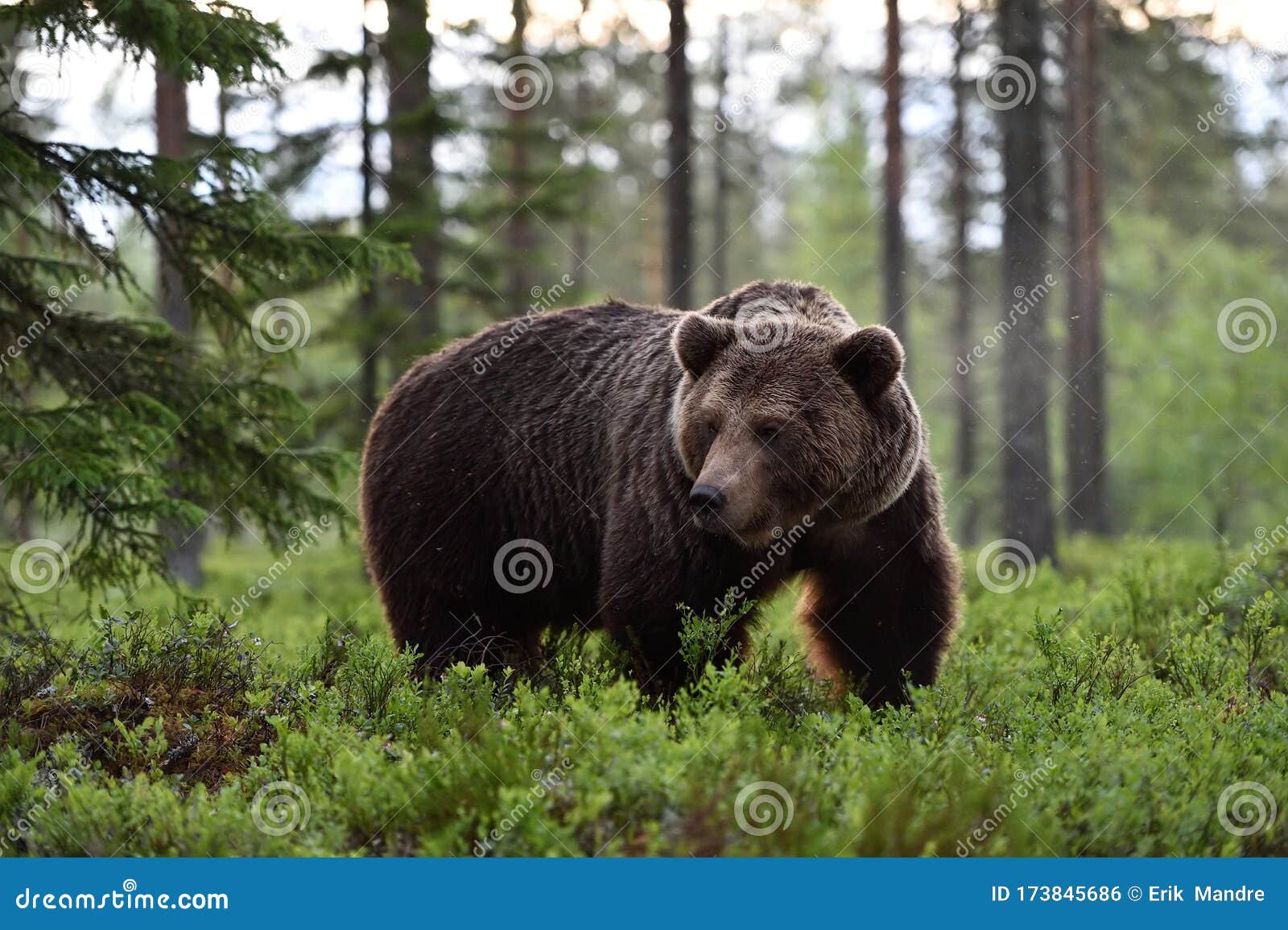 Big Male Bear Powerful Pose in the Forest Stock Photo - Image of summer ...