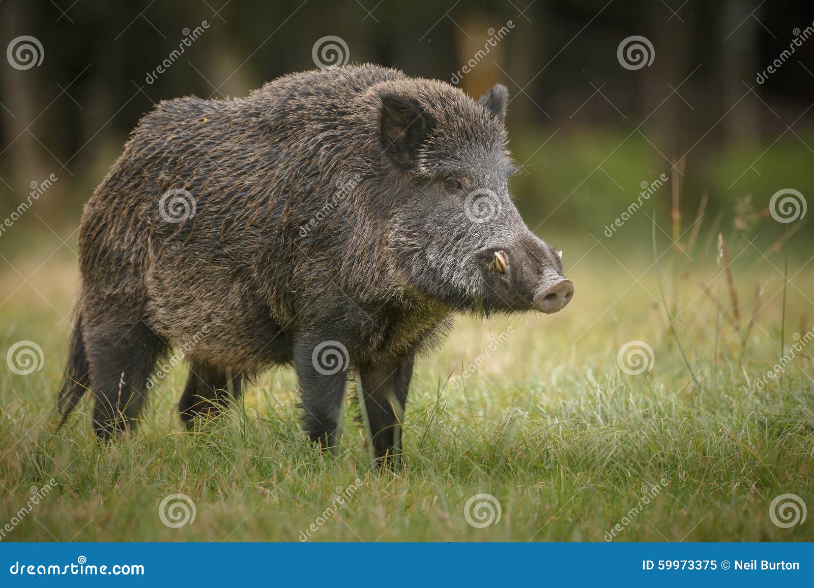 Big male boar stock image. Image of nature, scrofa, hardy - 59973375