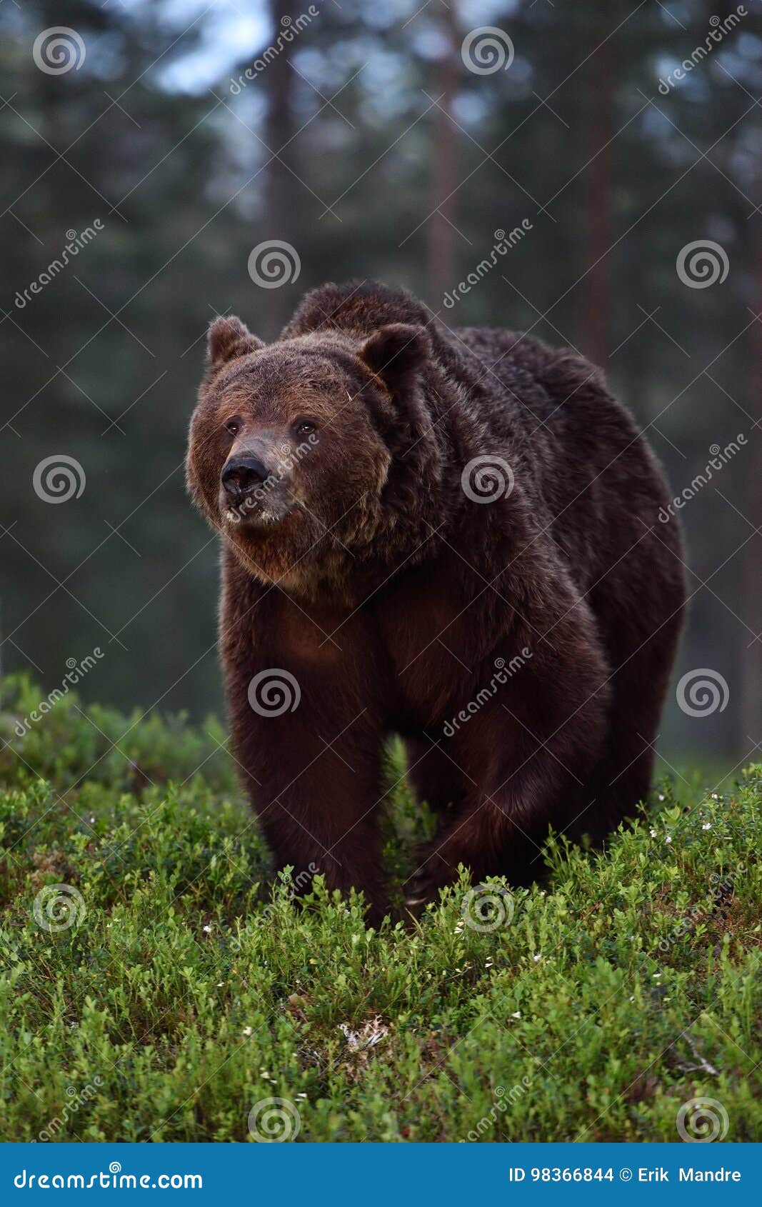 Big Male Brown Bear at Night Stock Photo - Image of scary, male: 98366844