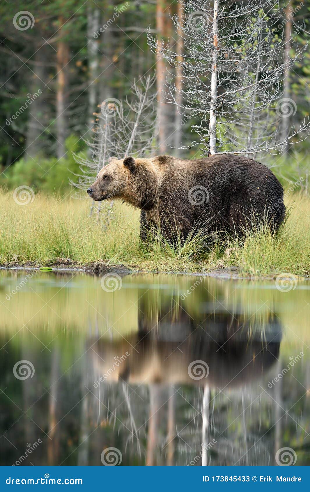 Big Male Brown Bear with Water Reflection Stock Image - Image of ...