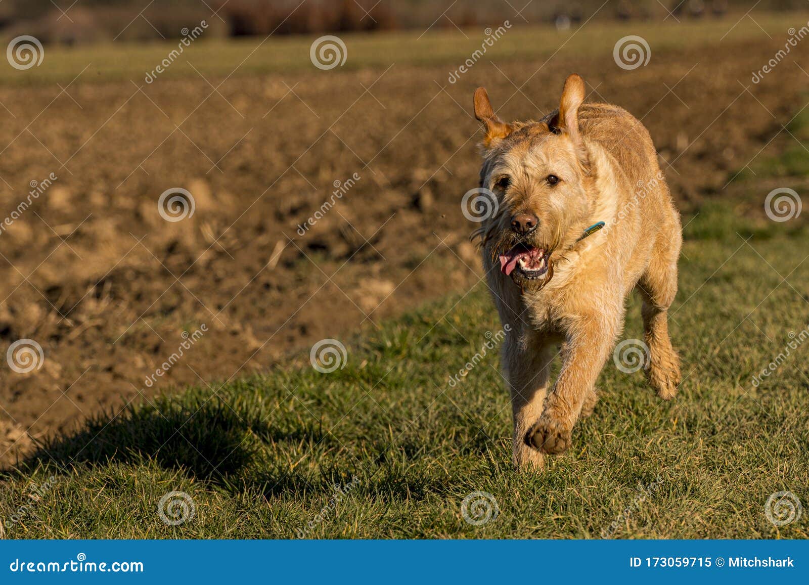 Big Male Dog Runs in the Meadow Stock Image - Image of jump, field ...
